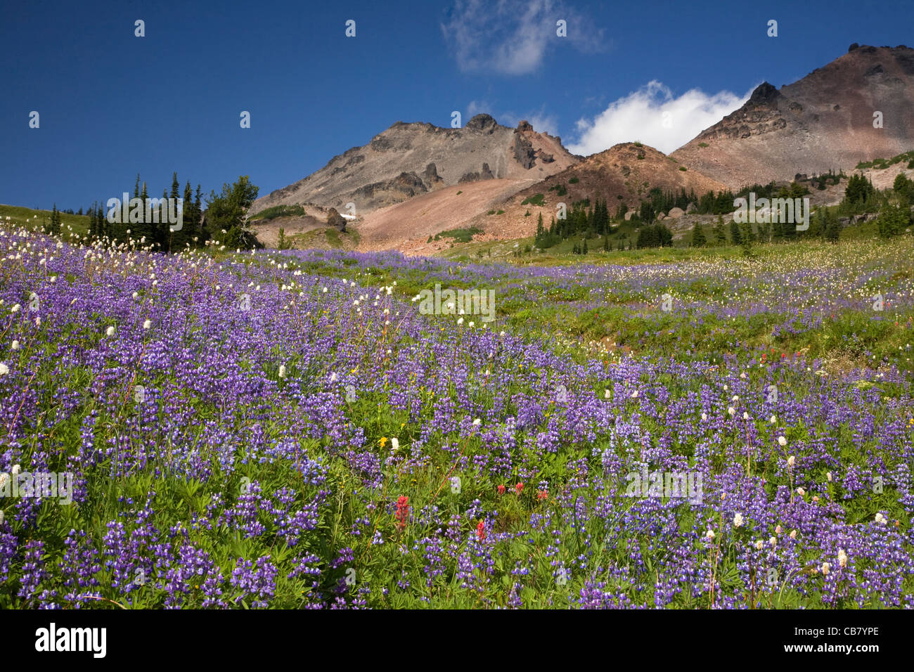 Snowgrass flach -Fotos und -Bildmaterial in hoher Auflösung – Alamy
