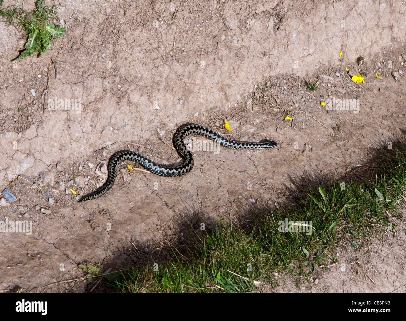 Addierer auf Weg Stockfotografie - Alamy