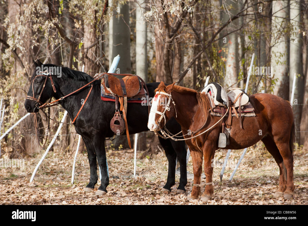 Gaucho Pferde mit traditionellen Sattel Stockfotografie - Alamy