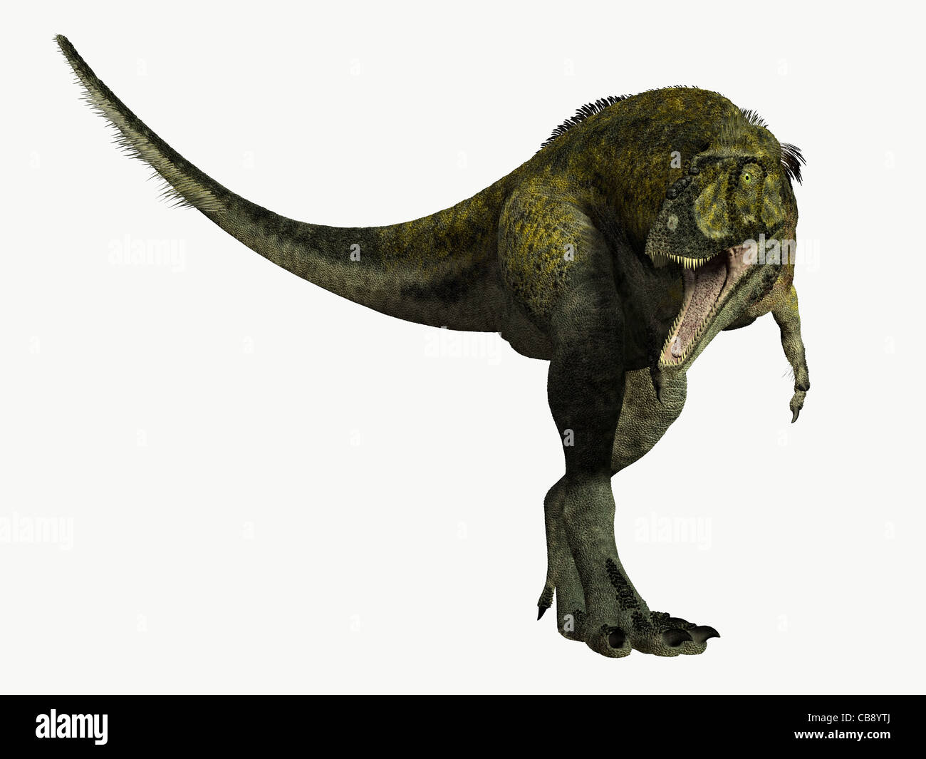 Alioramus remotus -Fotos und -Bildmaterial in hoher Auflösung – Alamy