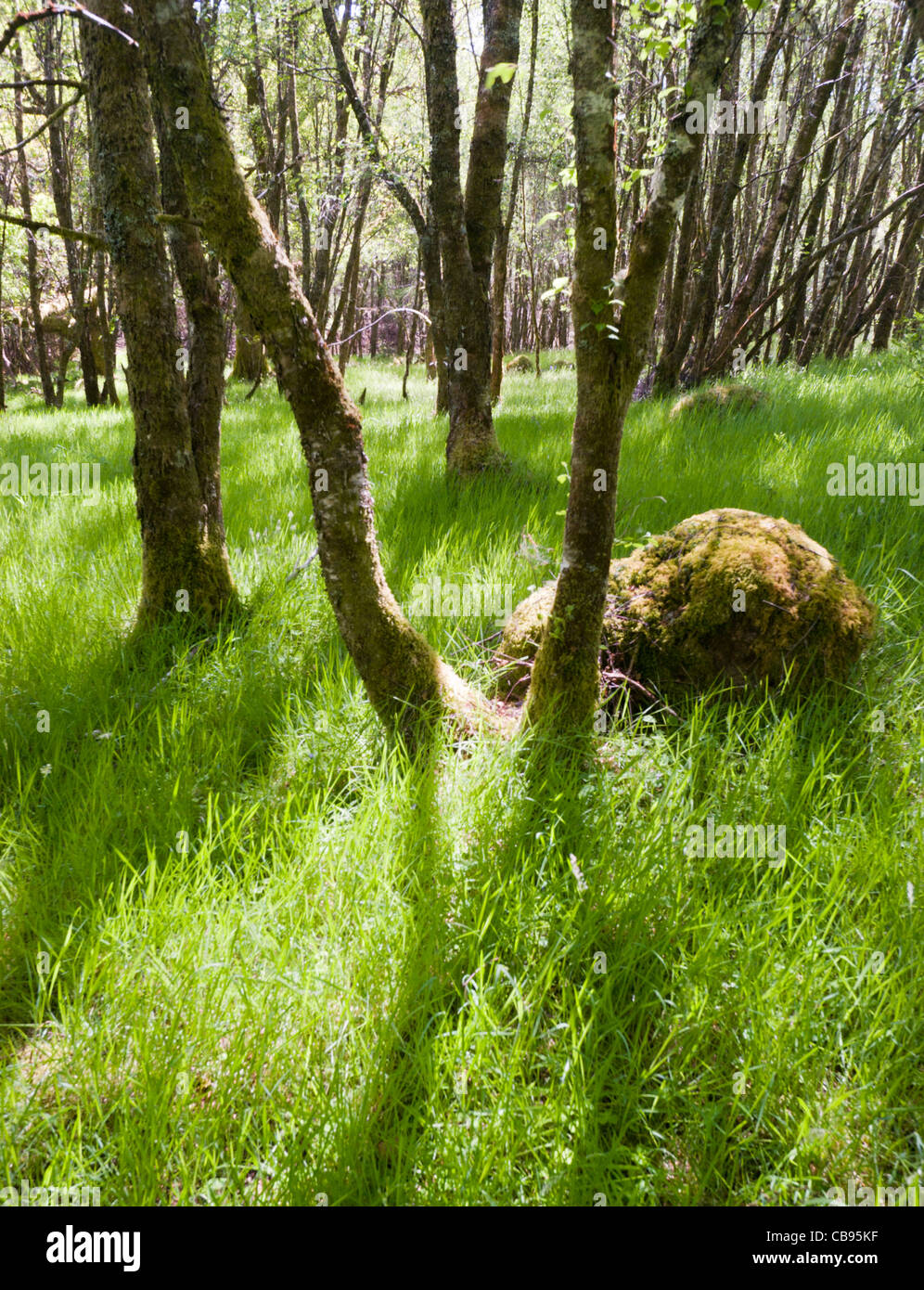 Ariundle naturschutzgebiet -Fotos und -Bildmaterial in hoher Auflösung ...