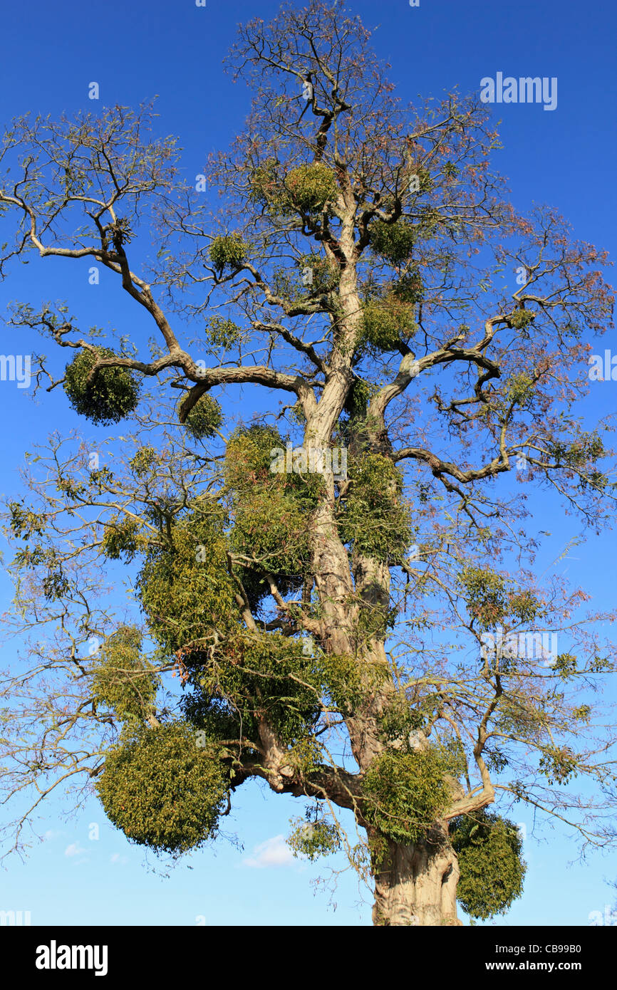Mistel uk -Fotos und -Bildmaterial in hoher Auflösung – Alamy