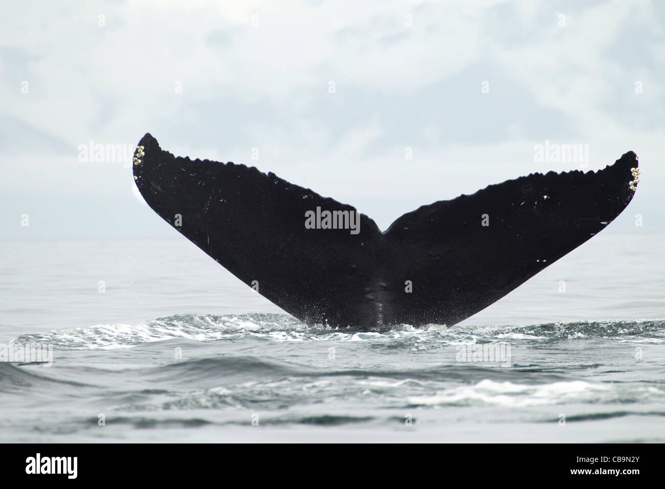 Buckelwal fluke -Fotos und -Bildmaterial in hoher Auflösung – Alamy