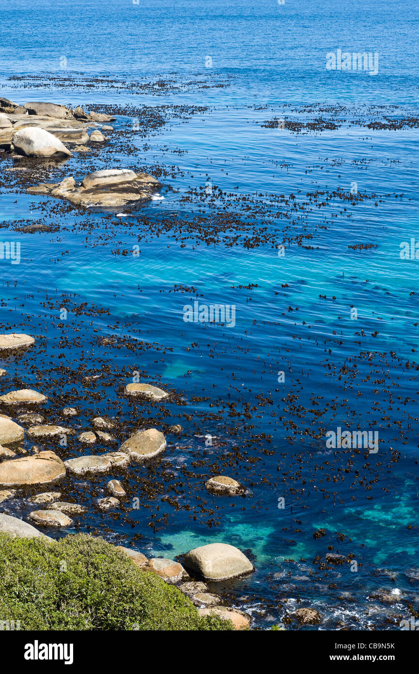 Marine algen -Fotos und -Bildmaterial in hoher Auflösung – Alamy
