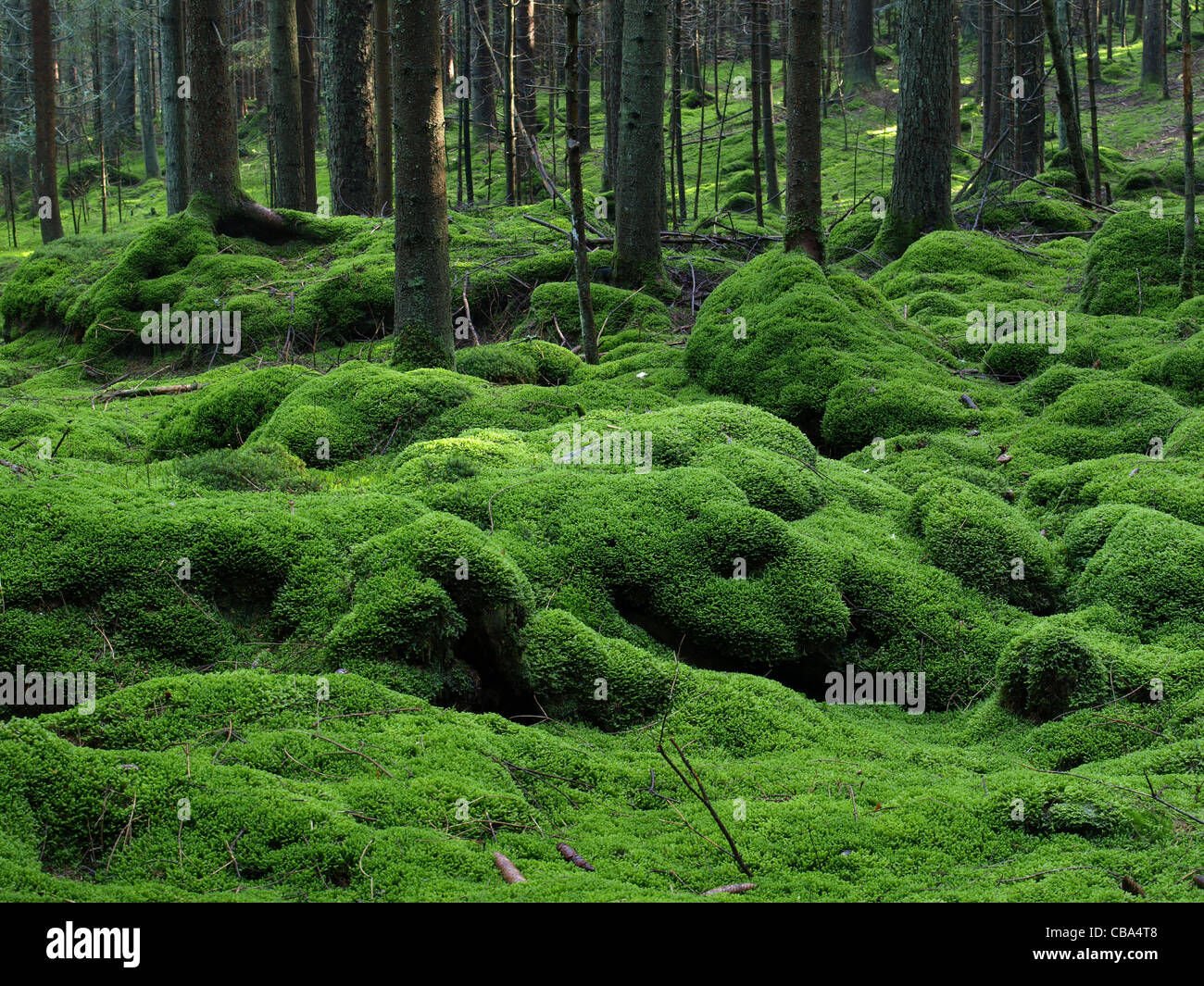 Holz-Landschaft mit Moos / Wald Landschaft Mit Moos Stockfotografie - Alamy