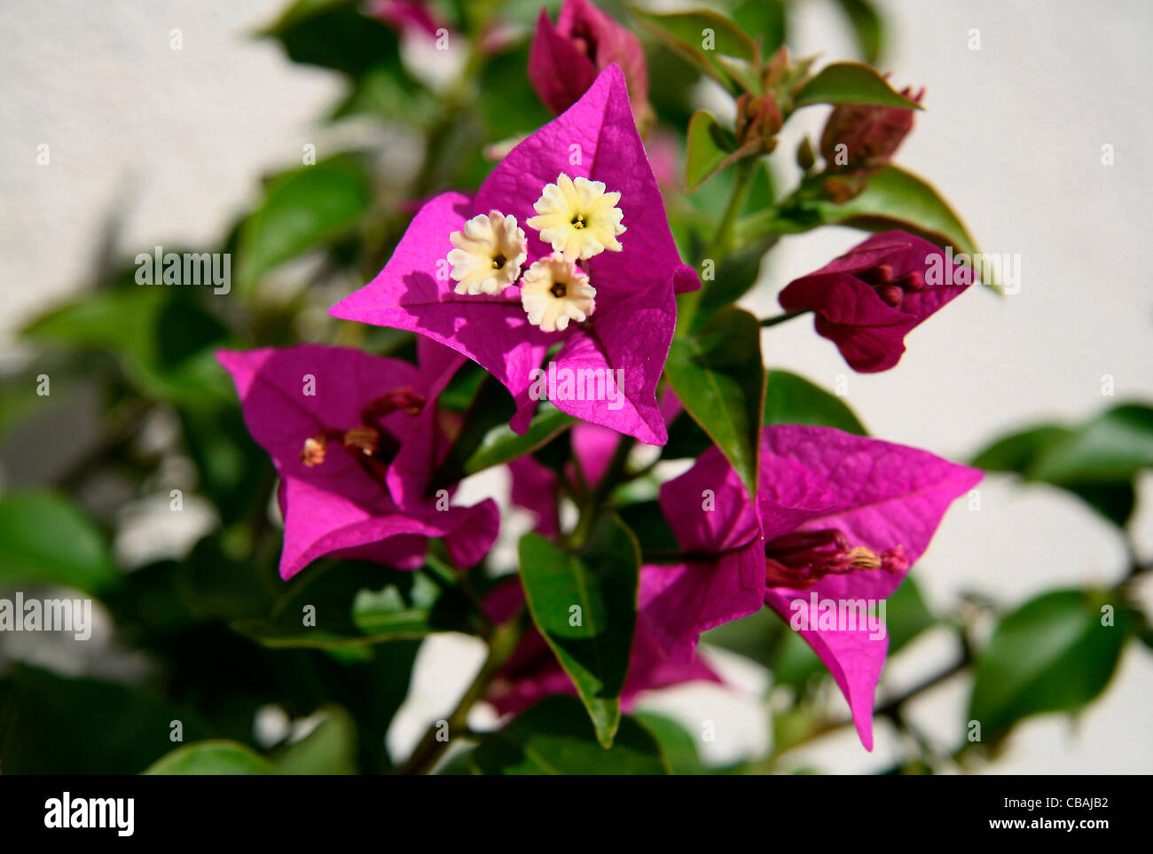 Bugenvilea bougainvillea -Fotos und -Bildmaterial in hoher Auflösung ...