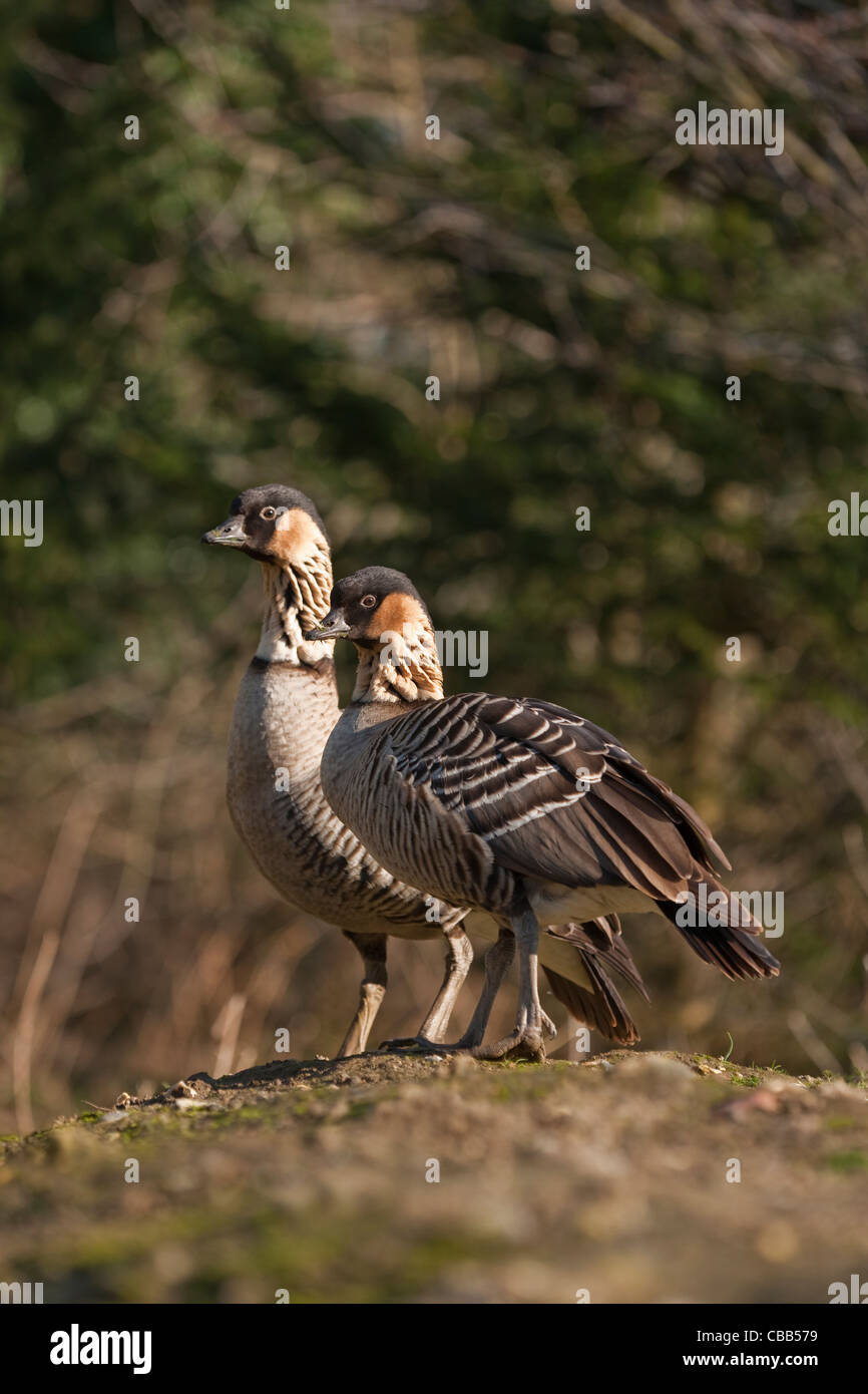 Hawaiianische arten -Fotos und -Bildmaterial in hoher Auflösung – Alamy