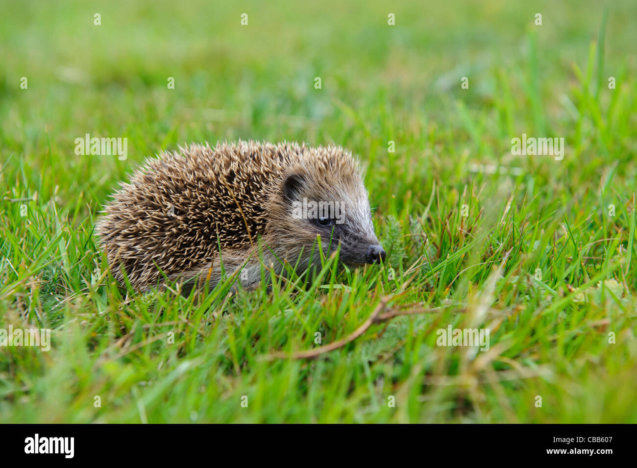 Baby igel -Fotos und -Bildmaterial in hoher Auflösung – Alamy