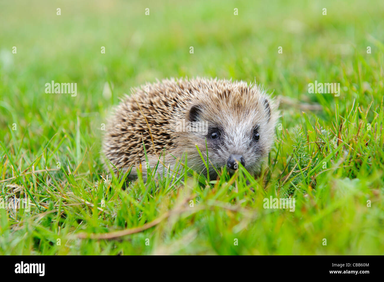 Baby igel -Fotos und -Bildmaterial in hoher Auflösung – Alamy