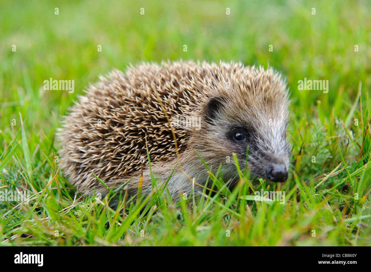Stock Foto von einem Baby Igel Stockfotografie - Alamy