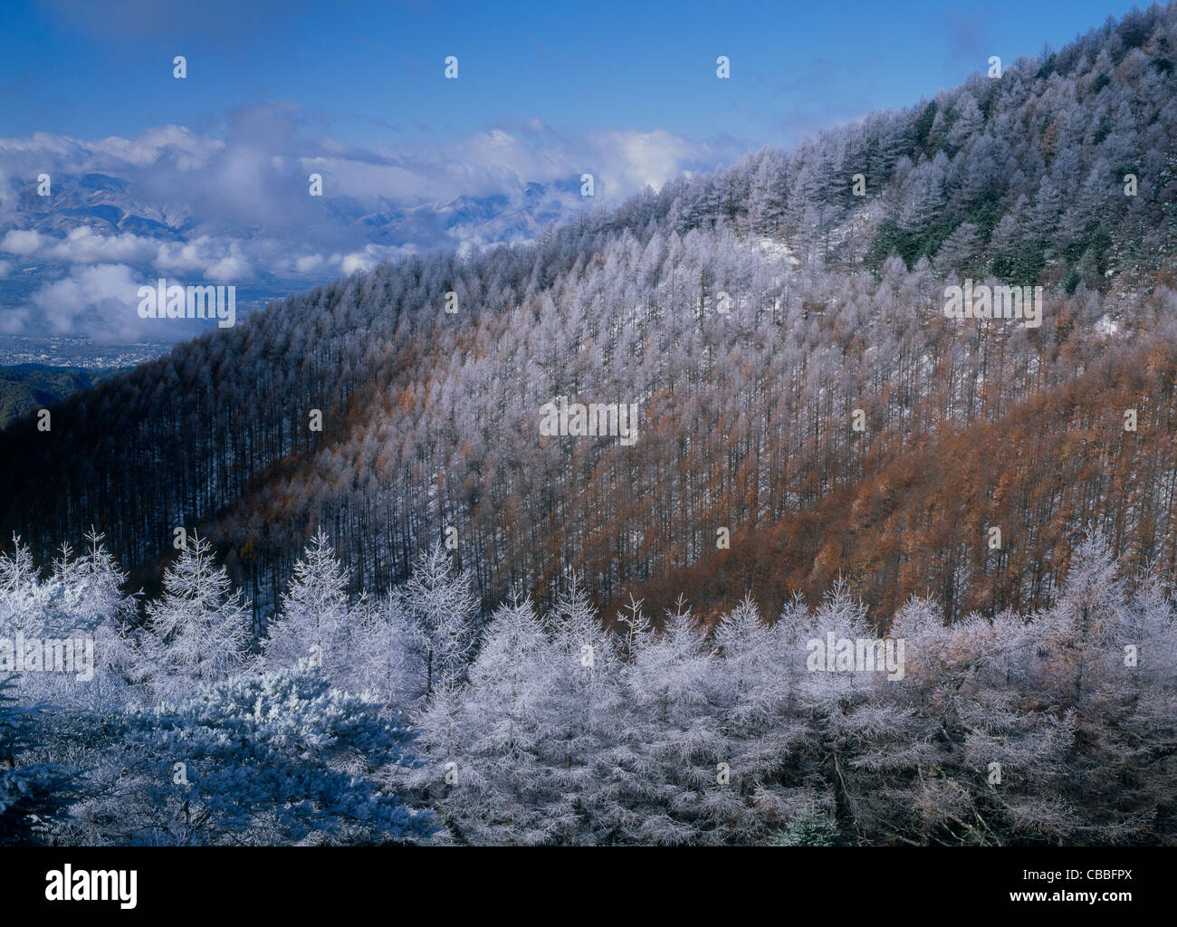 Rime Wald bei Utsukushigahara Highland, Matsumoto, Nagano, Japan ...