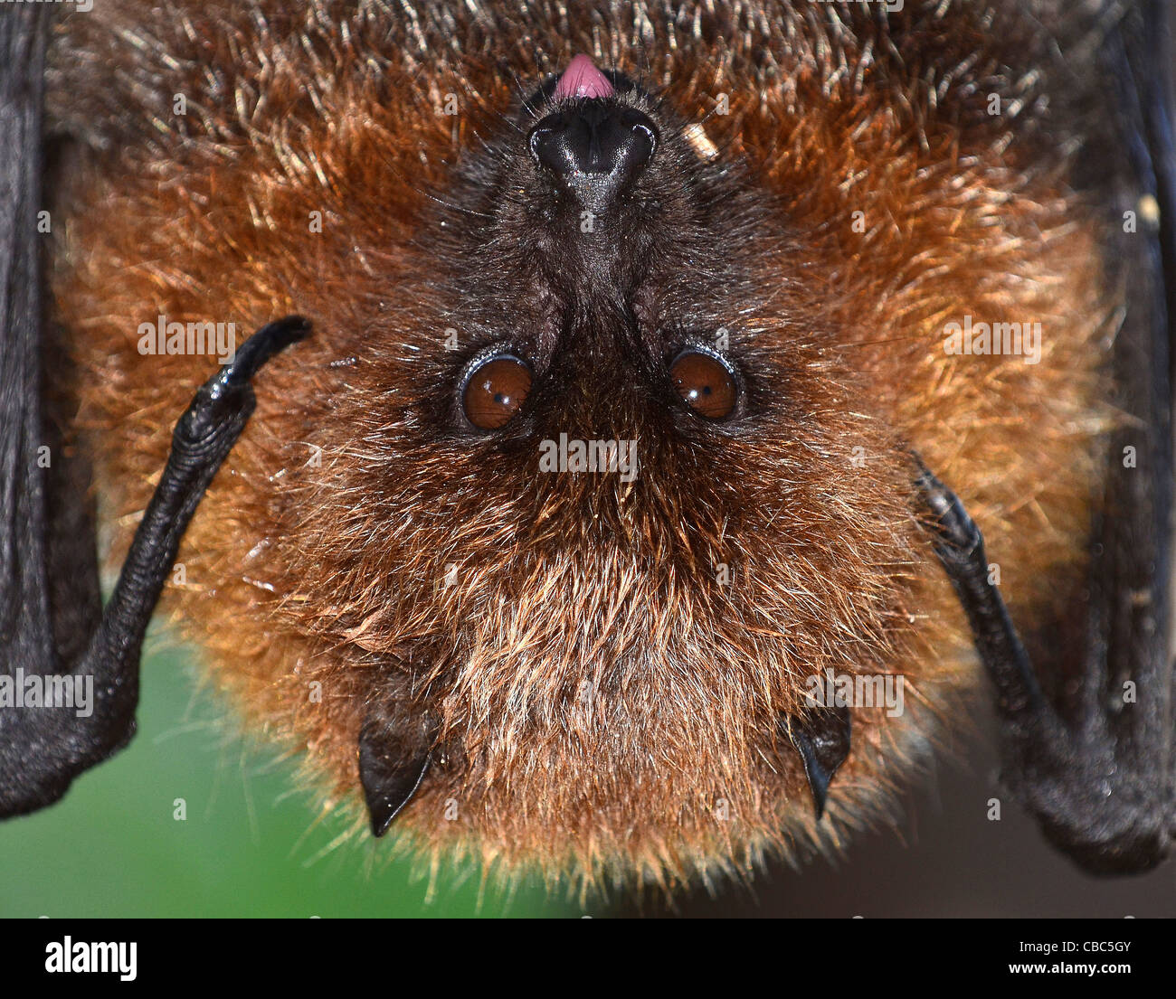 Rodrigues fruchtfledermaus -Fotos und -Bildmaterial in hoher Auflösung ...