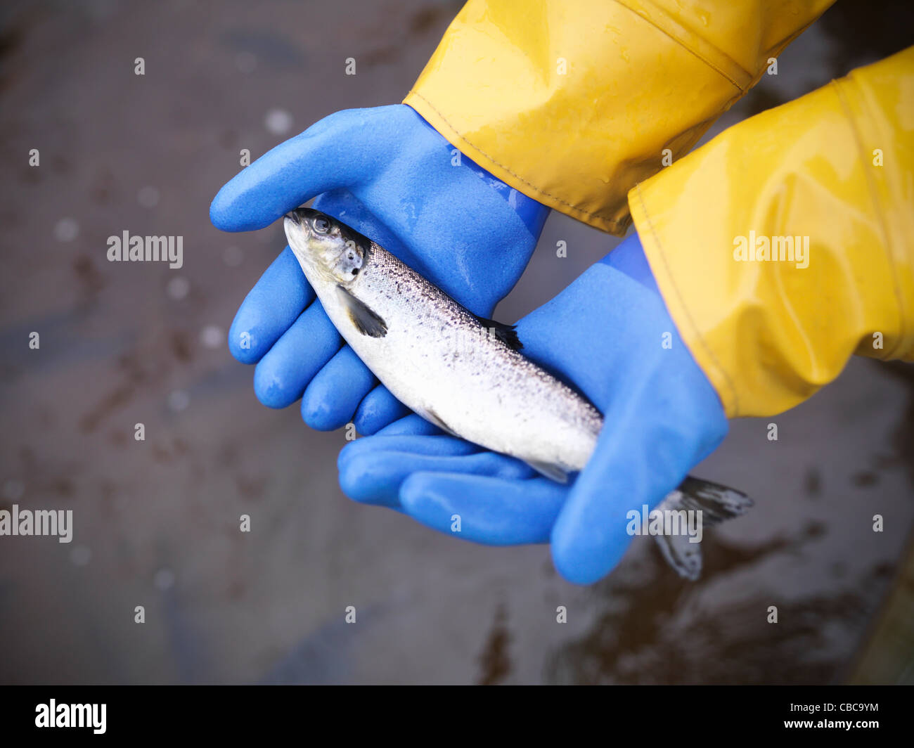 Fisch tier -Fotos und -Bildmaterial in hoher Auflösung – Alamy
