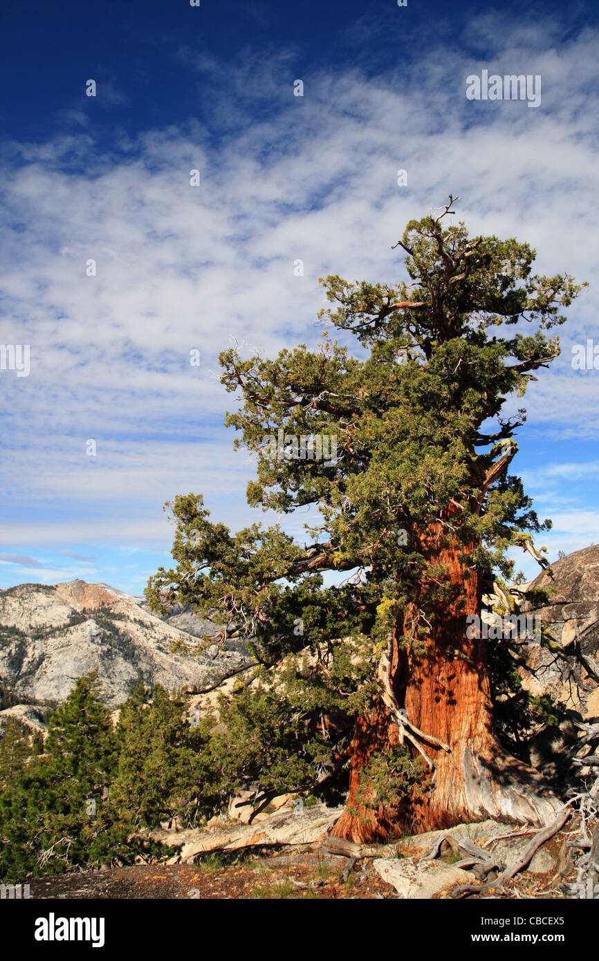 Sierra Wacholder oder Juniperus Occidentalis Baum im Yosemite National ...