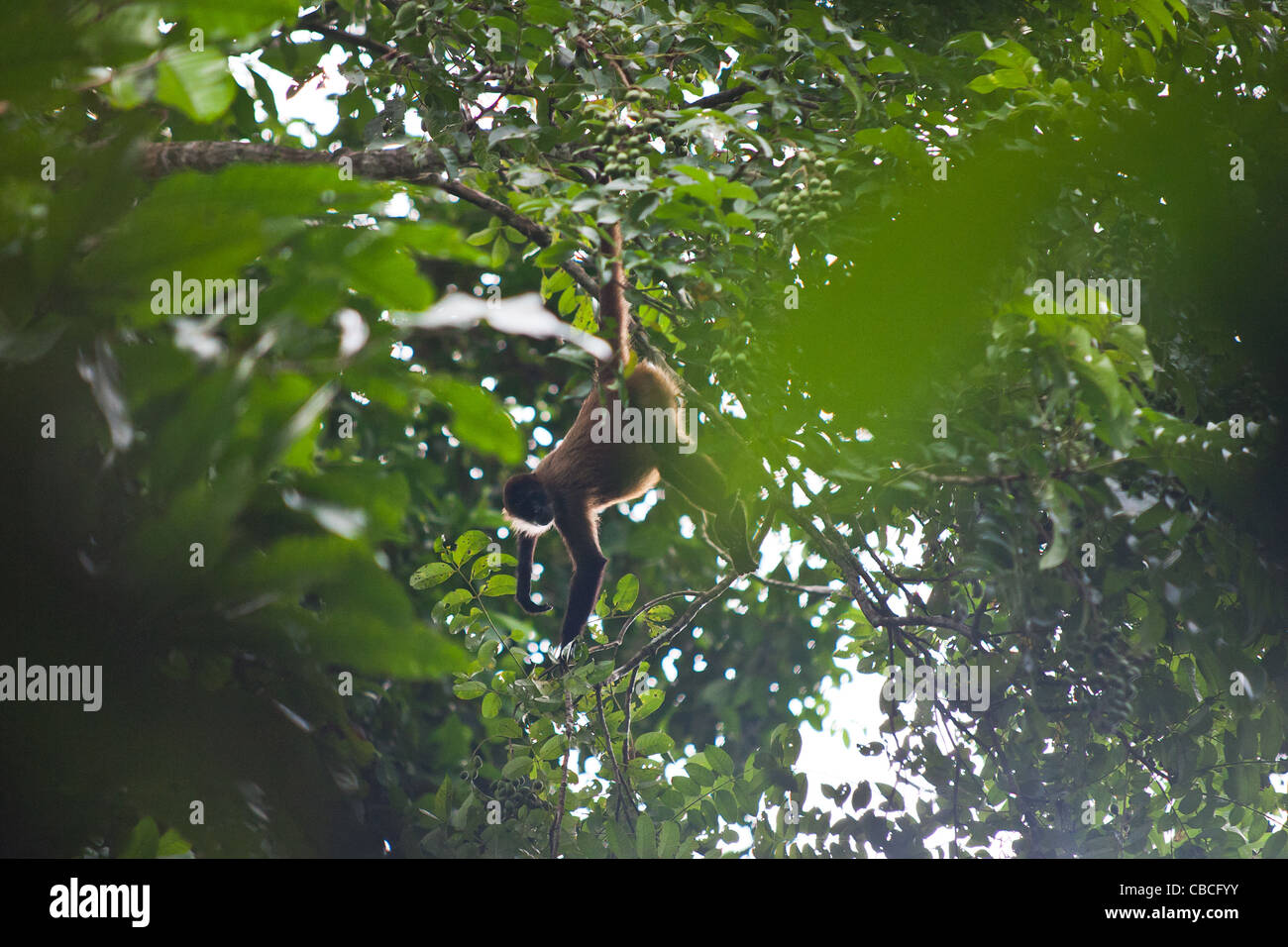 Ein Geoffroy-Klammeraffe (Ateles Geoffroyi) hängt an einem Baum seinen ...