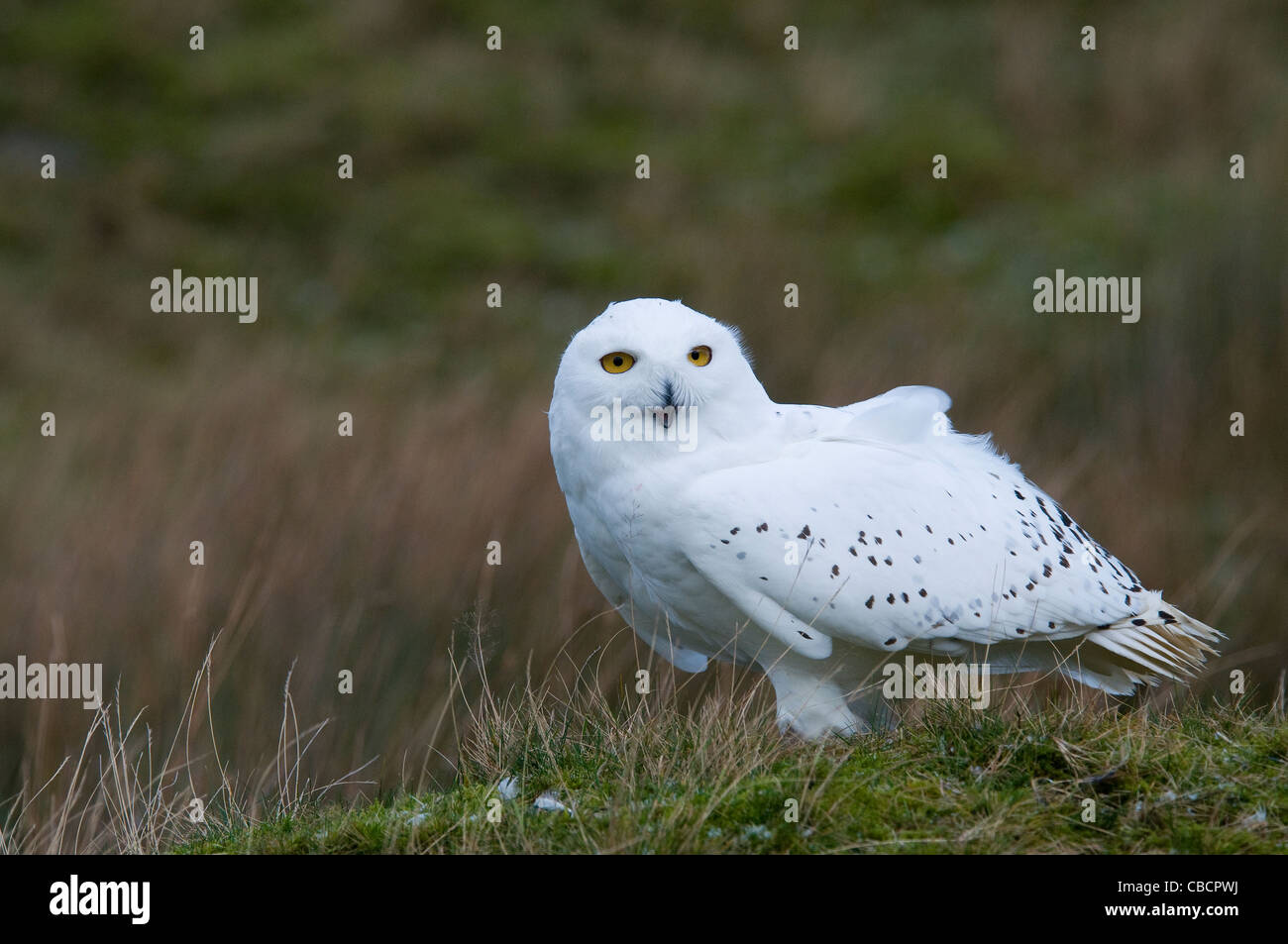 Snowy owl on arctic tundra -Fotos und -Bildmaterial in hoher Auflösung ...