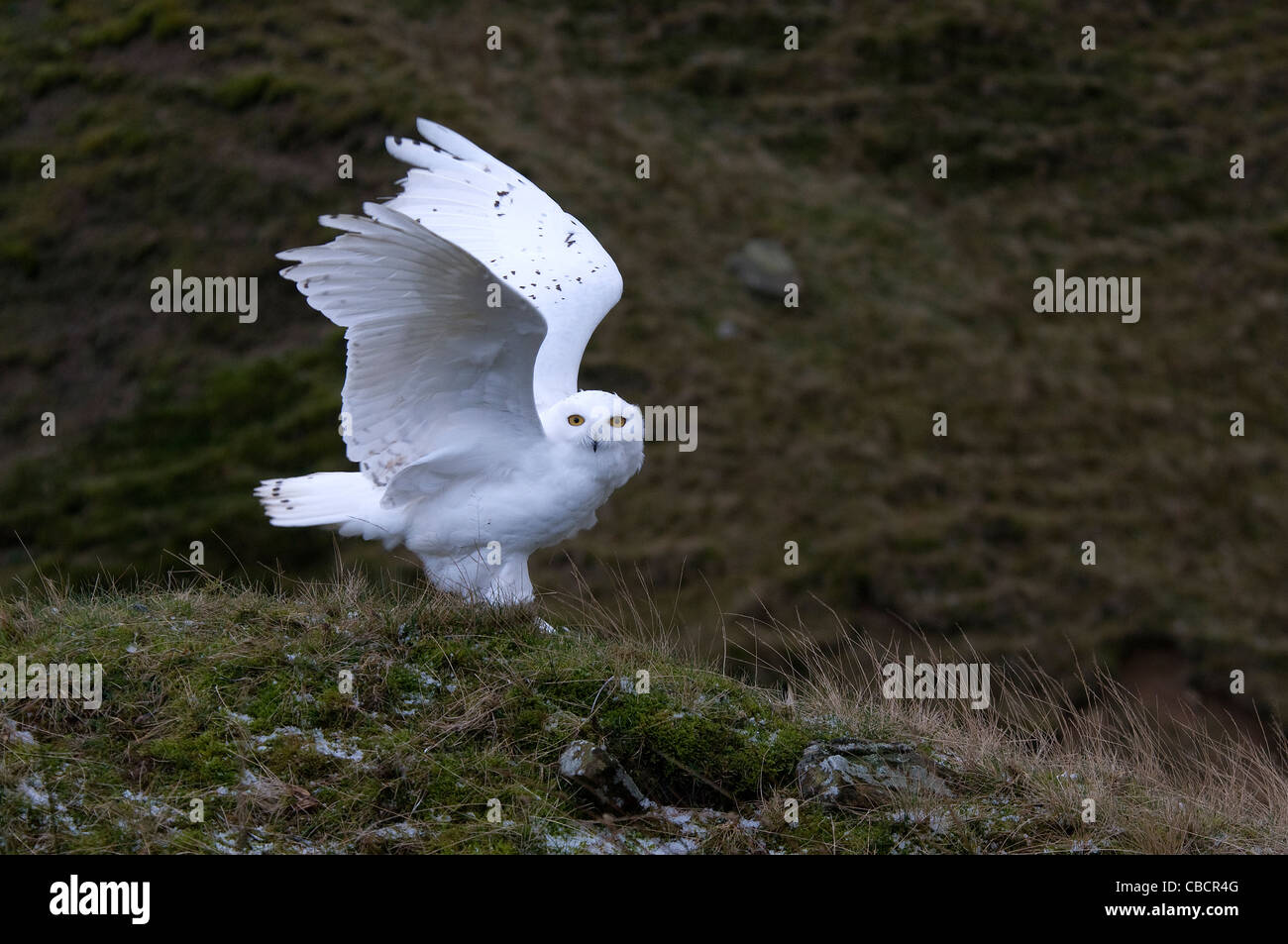 Snowy owl on arctic tundra -Fotos und -Bildmaterial in hoher Auflösung ...