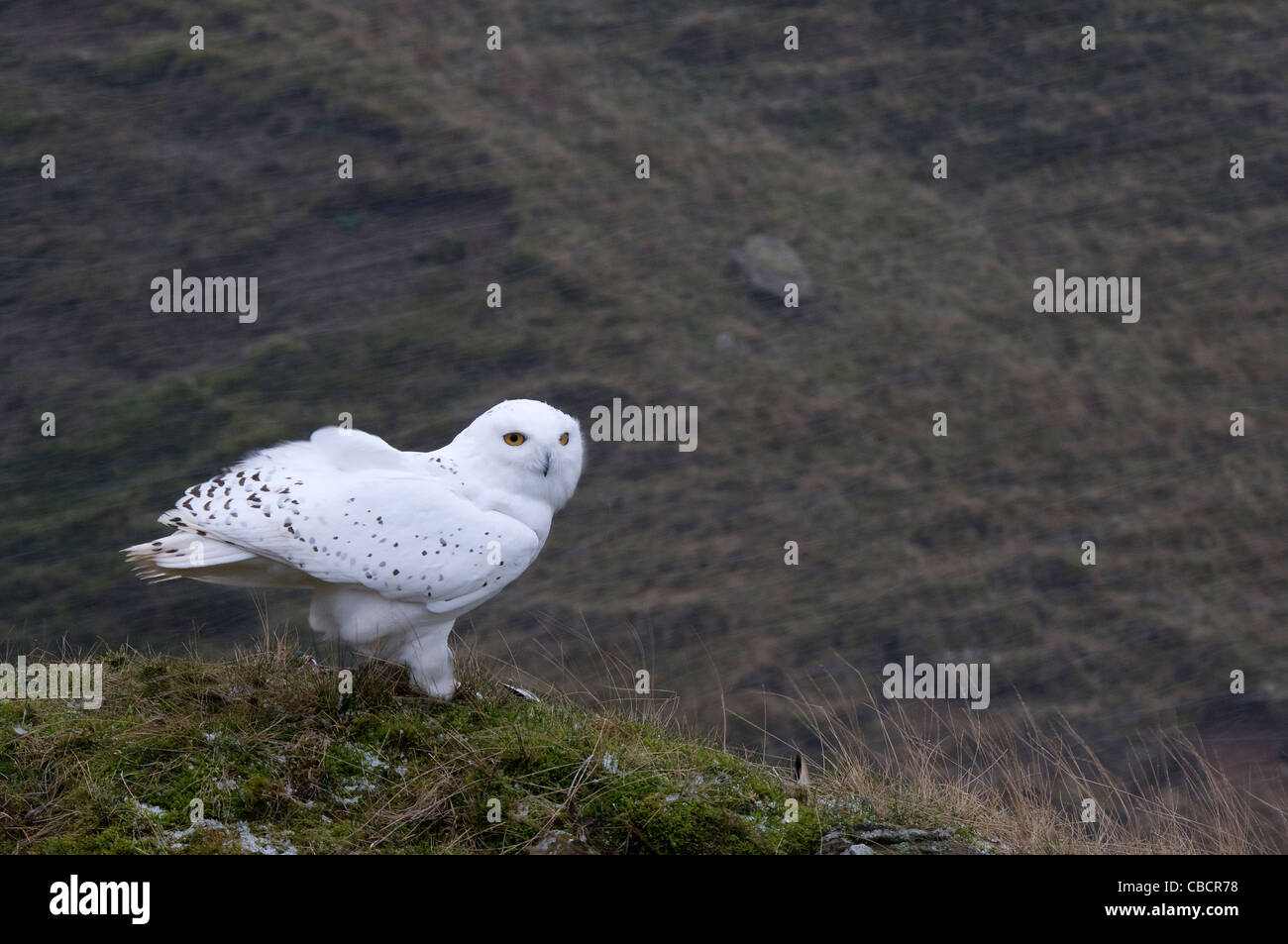 Snowy owl on arctic tundra -Fotos und -Bildmaterial in hoher Auflösung ...
