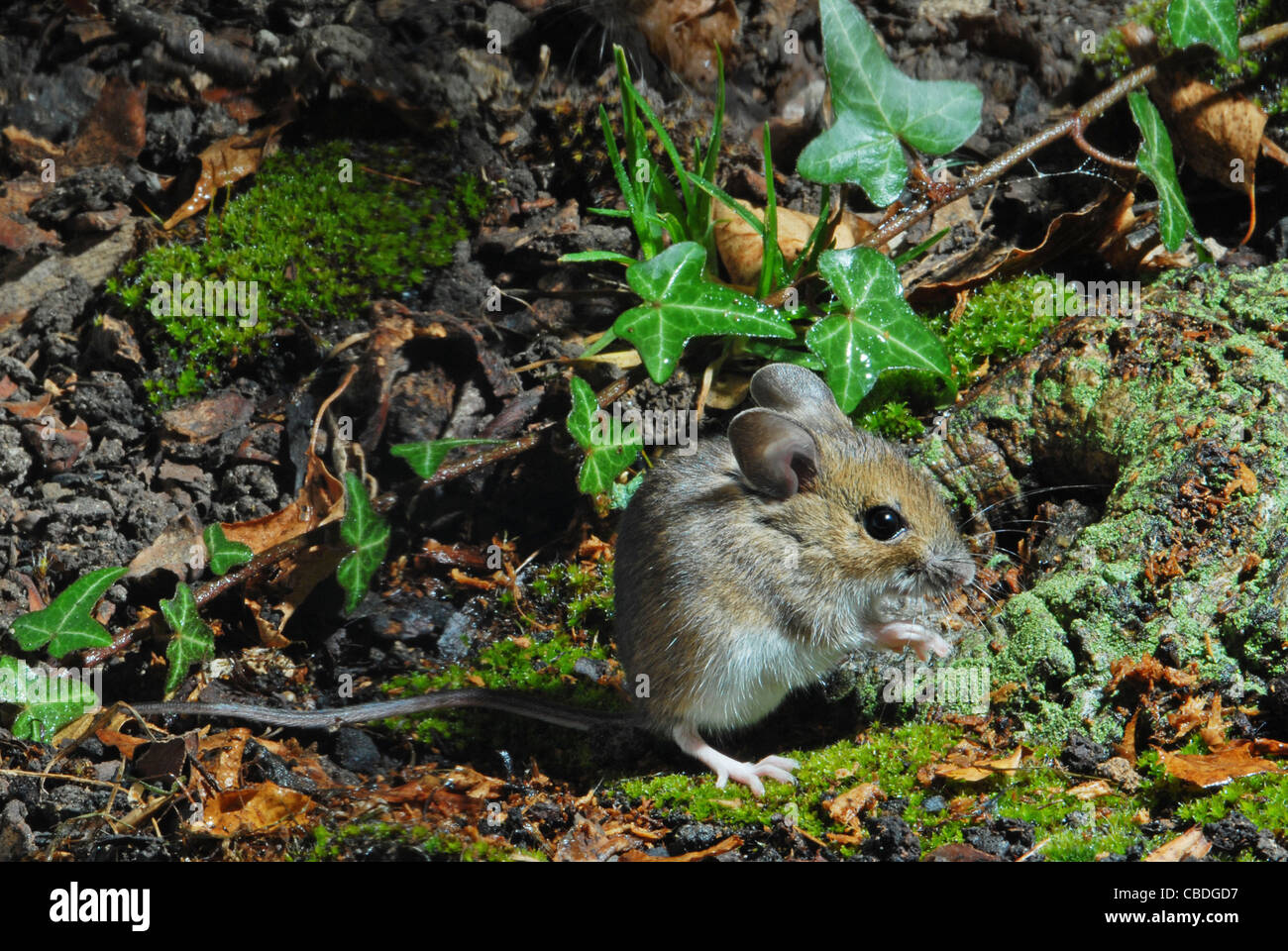 Waldmaus Apodemus Sylvaticus inmitten der Wälder Stockfotografie - Alamy
