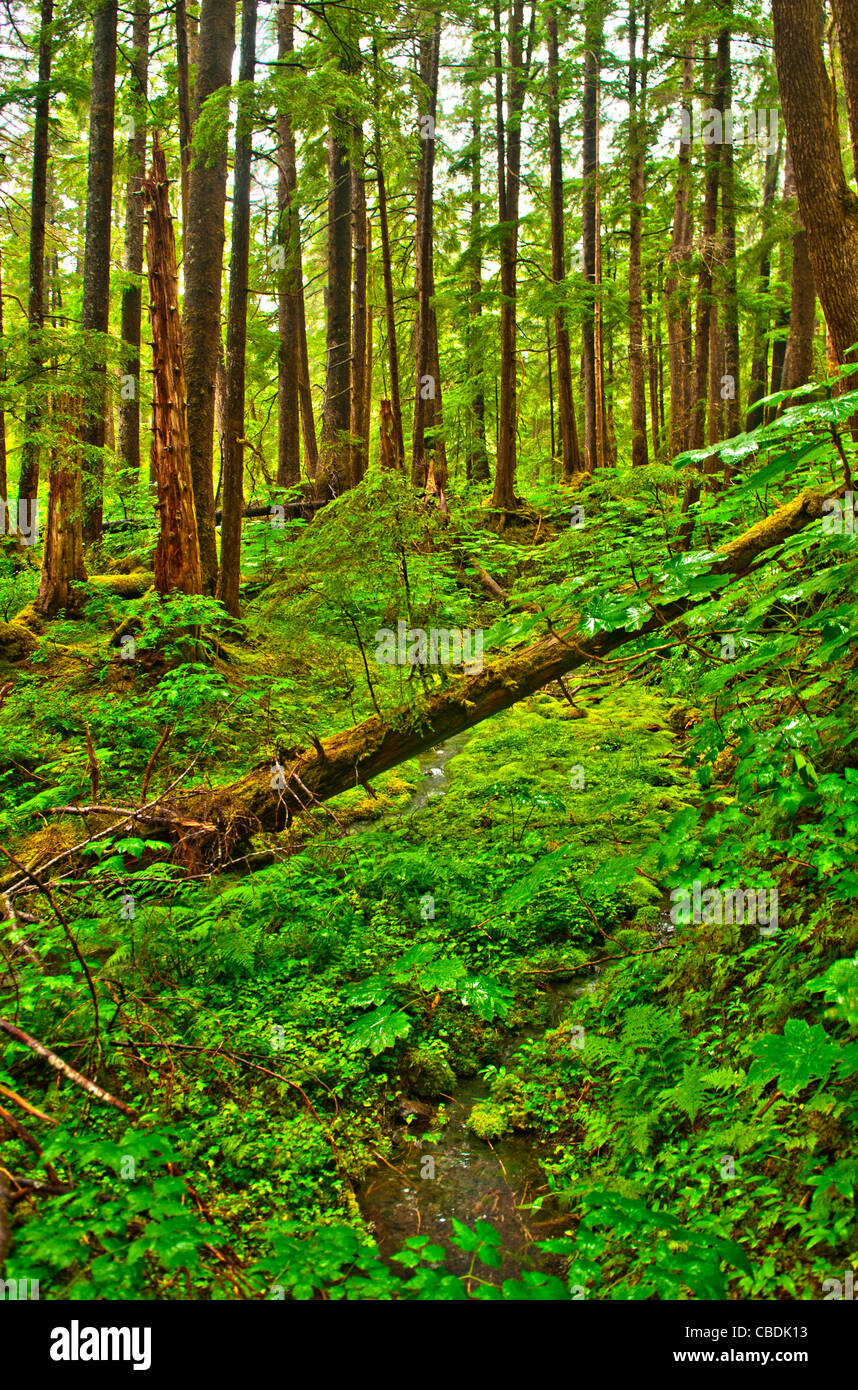 Gemäßigten Regenwald, Tongass National Forest, Sitka, Alaska ...