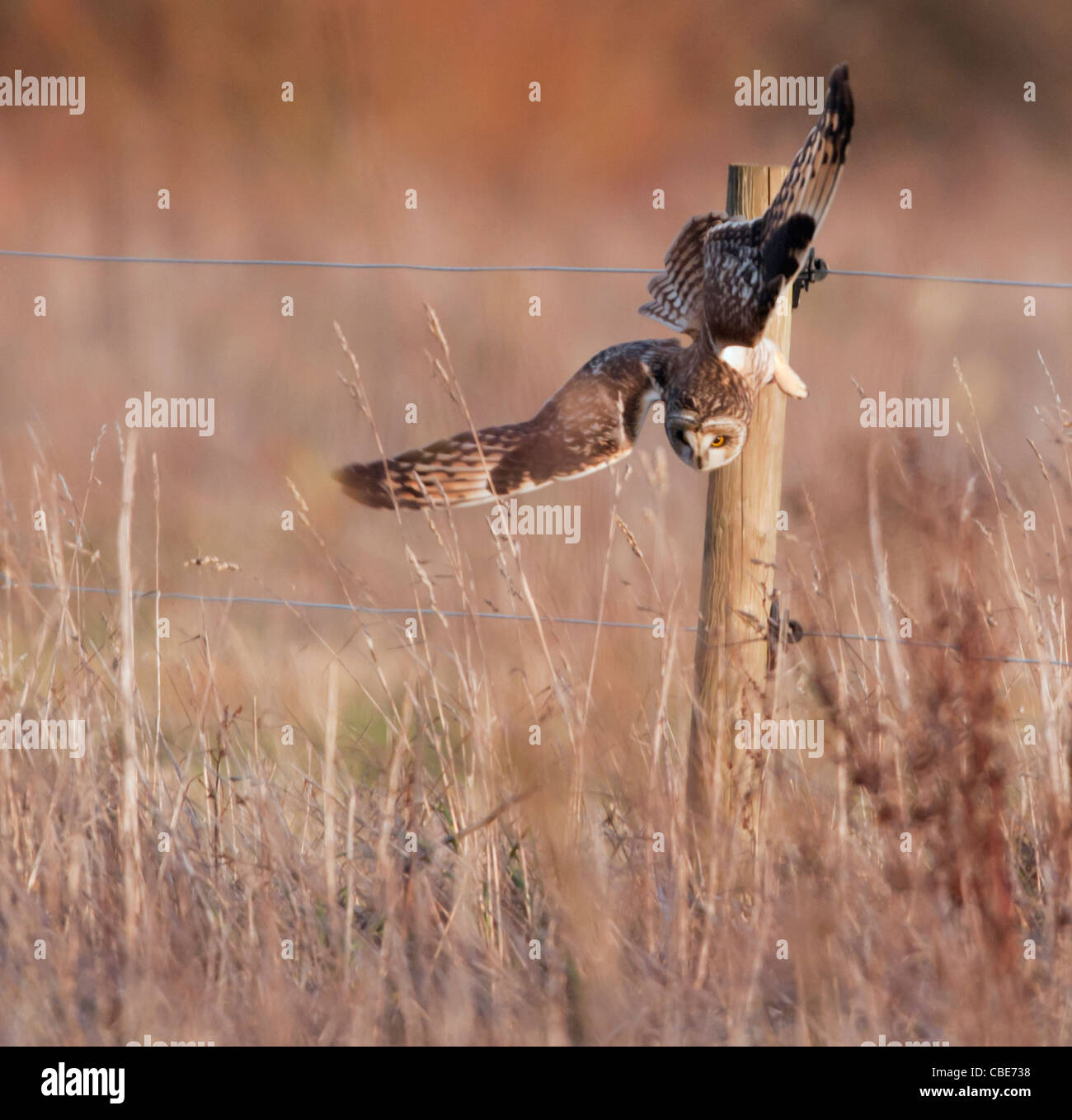 Owl flying -Fotos und -Bildmaterial in hoher Auflösung – Alamy