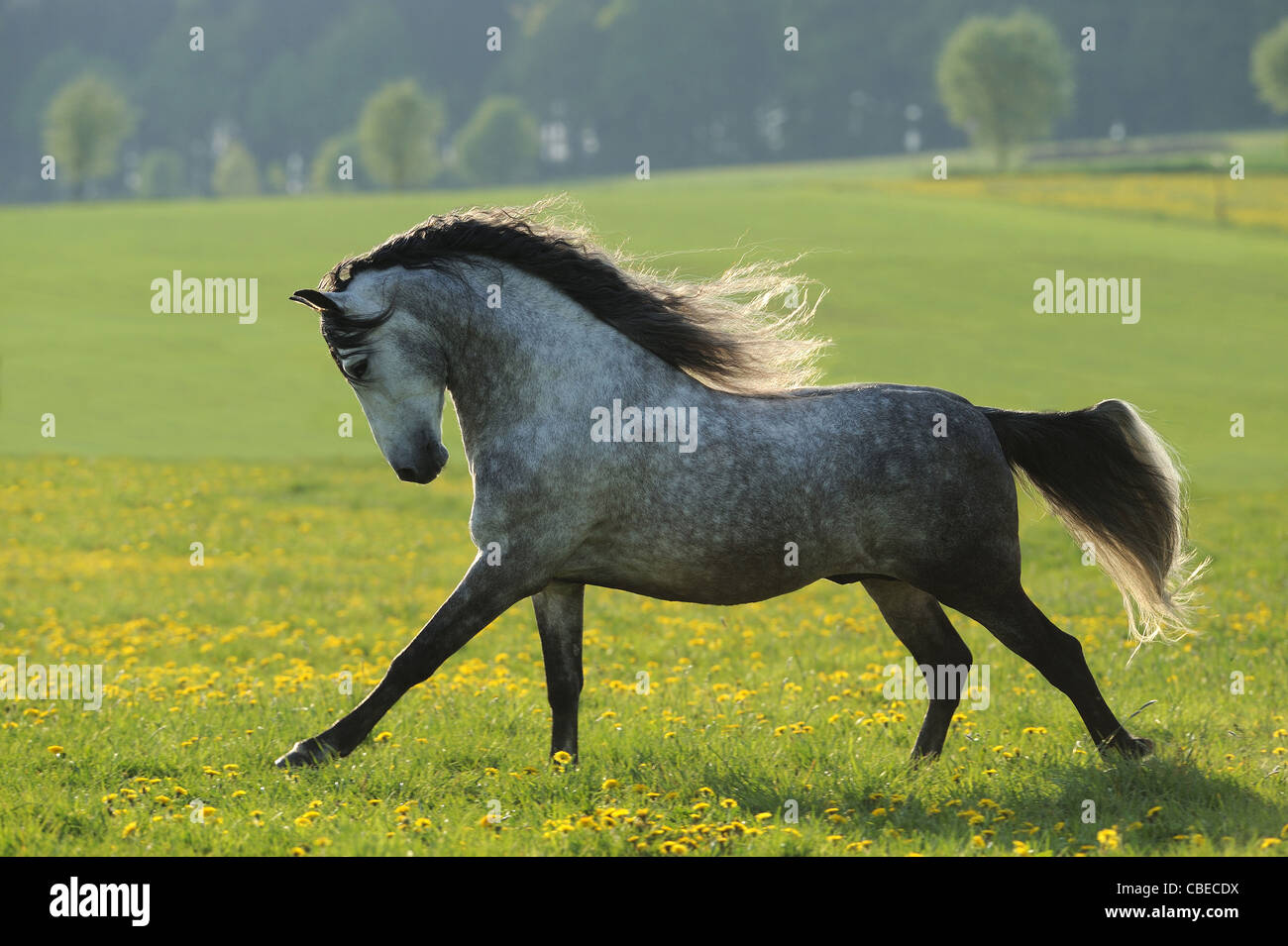 Andalusische Pferd (Equus Ferus Caballus). Apfelschimmel graue Wallach im Galopp auf der Wiese ...