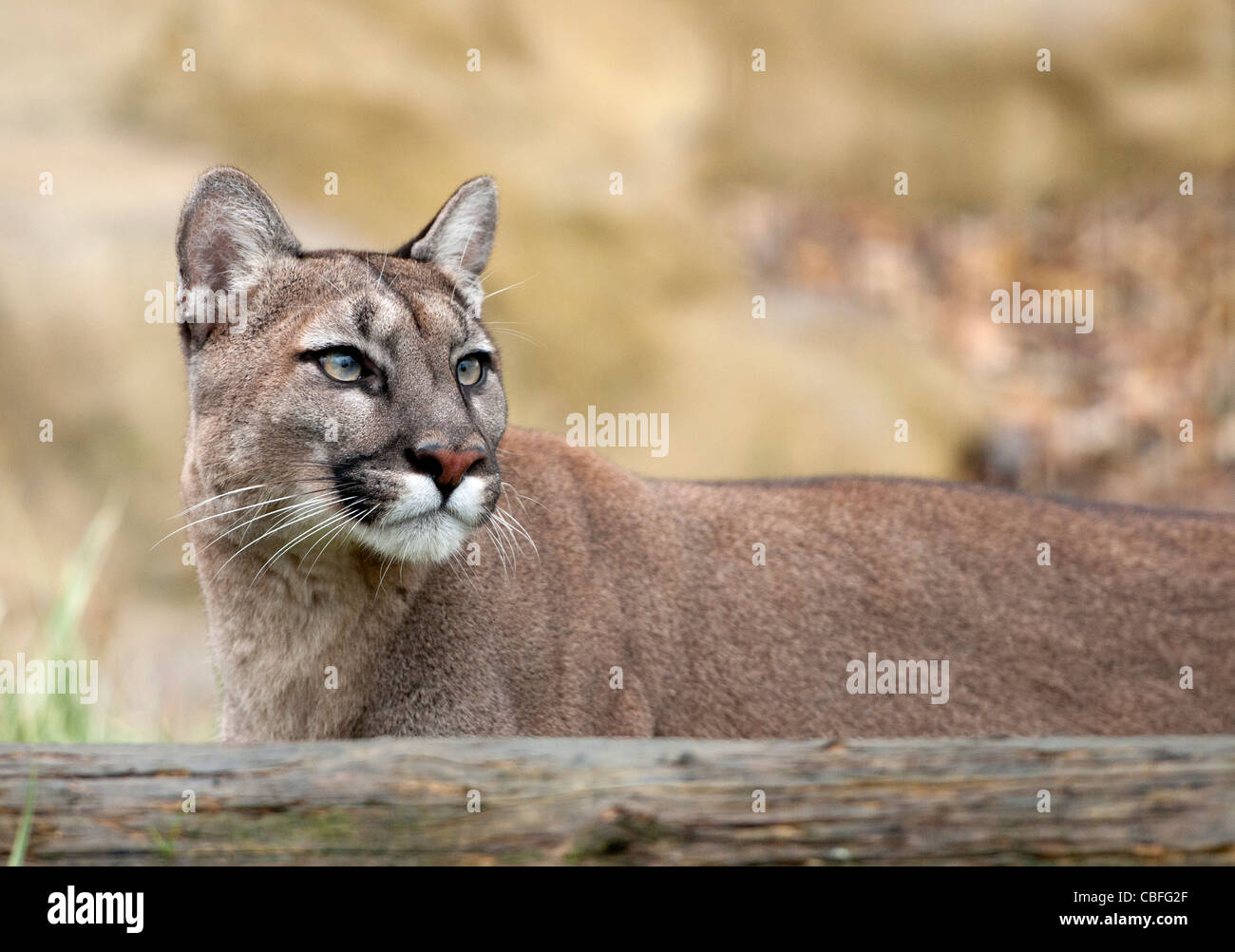 Puma femminile -Fotos und -Bildmaterial in hoher Auflösung – Alamy