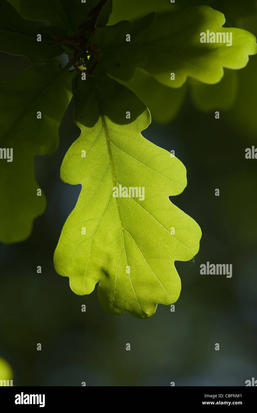 Eichenblatt (Quercus Robur). Eichenblatt (Quercus Robur). Laub auf ...
