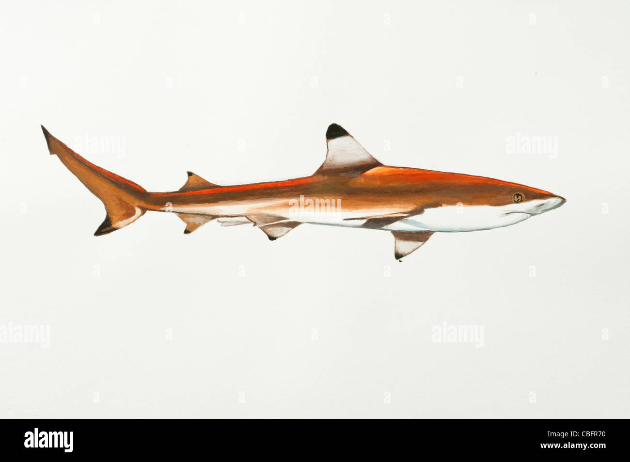 Schwarzspitzen-Riffhai Carcharhinus Melanopterus Carcharhinidae ...