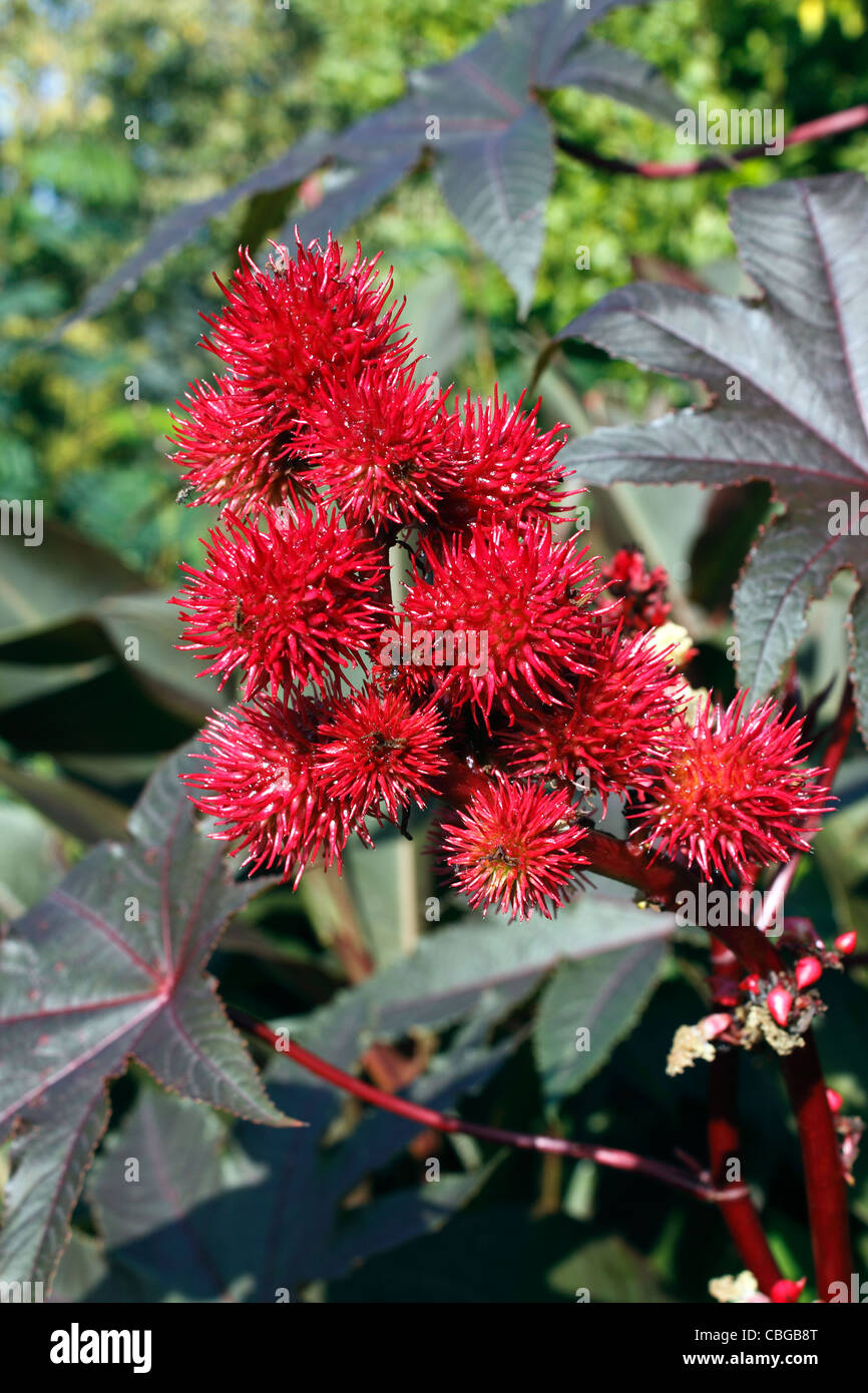 Oil plant ricinus communis seed -Fotos und -Bildmaterial in hoher ...