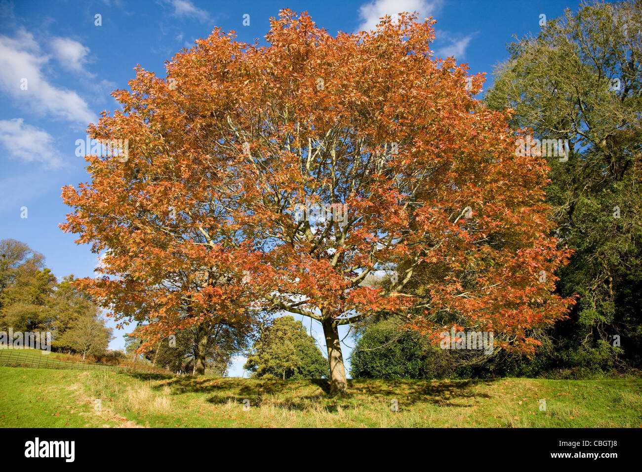 Quercus cerris herbst uk -Fotos und -Bildmaterial in hoher Auflösung ...