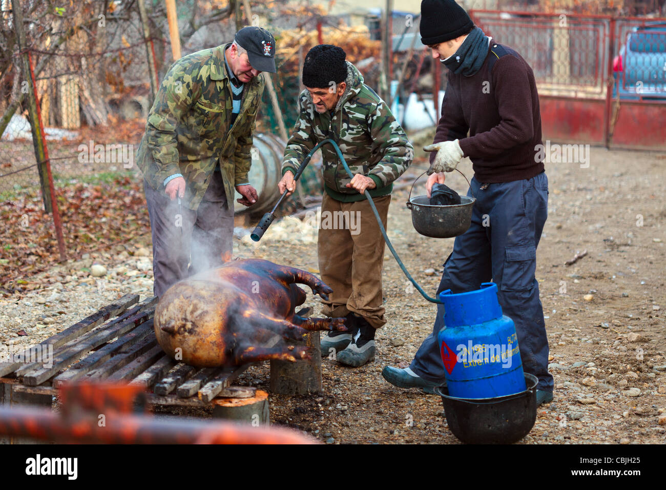 Pig romania -Fotos und -Bildmaterial in hoher Auflösung - Seite 2 - Alamy
