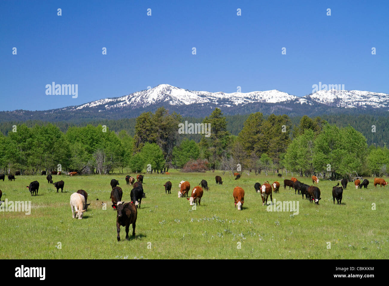 Rinder Weiden Viehhaltung Landwirtschaft Stockfotos und -bilder Kaufen ...