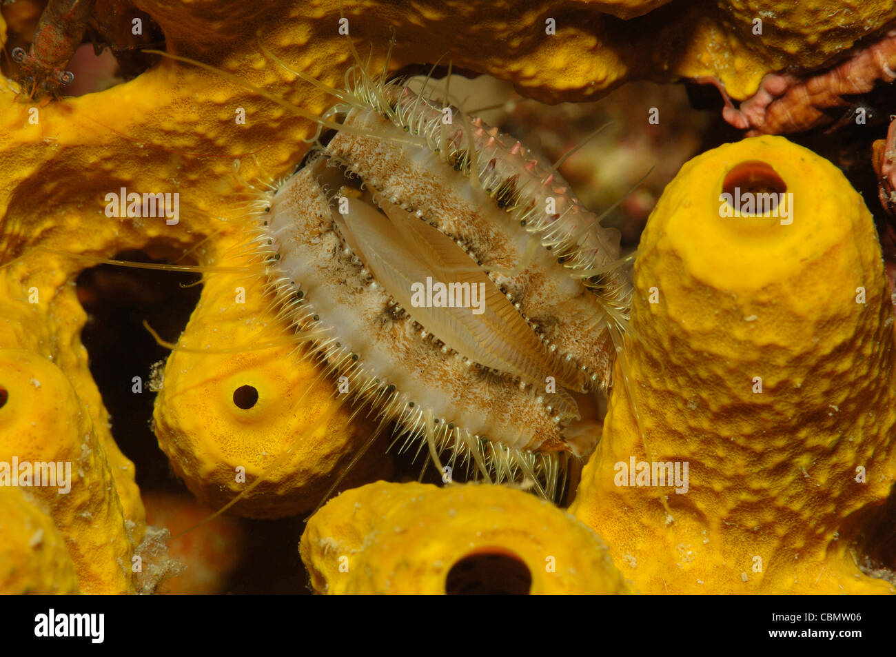 File shell lima lima -Fotos und -Bildmaterial in hoher Auflösung – Alamy