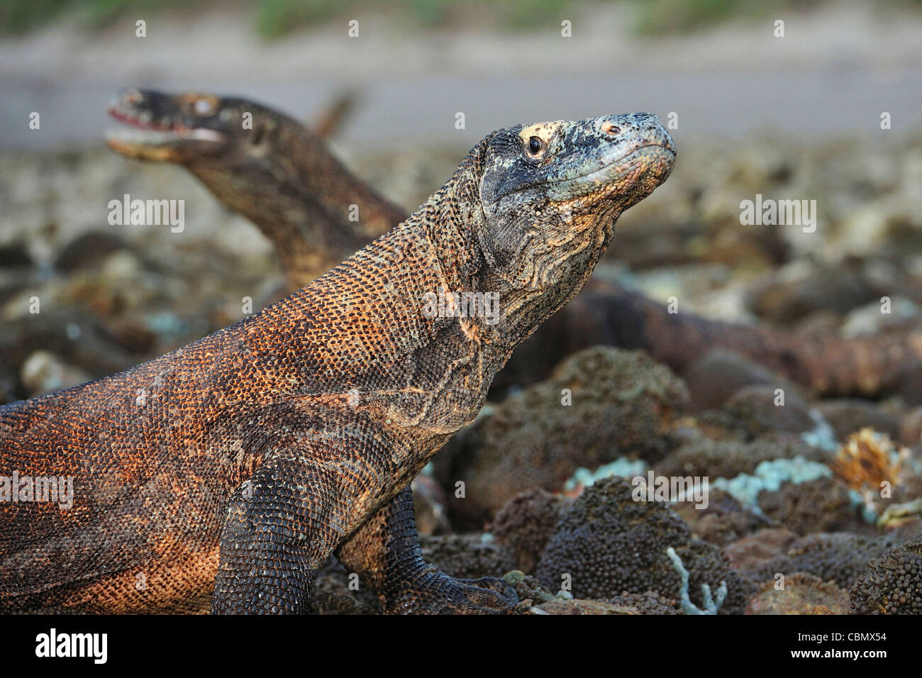 Komodo-Waran, Varanus Komodoensis, Rinca, Komodo National Park ...