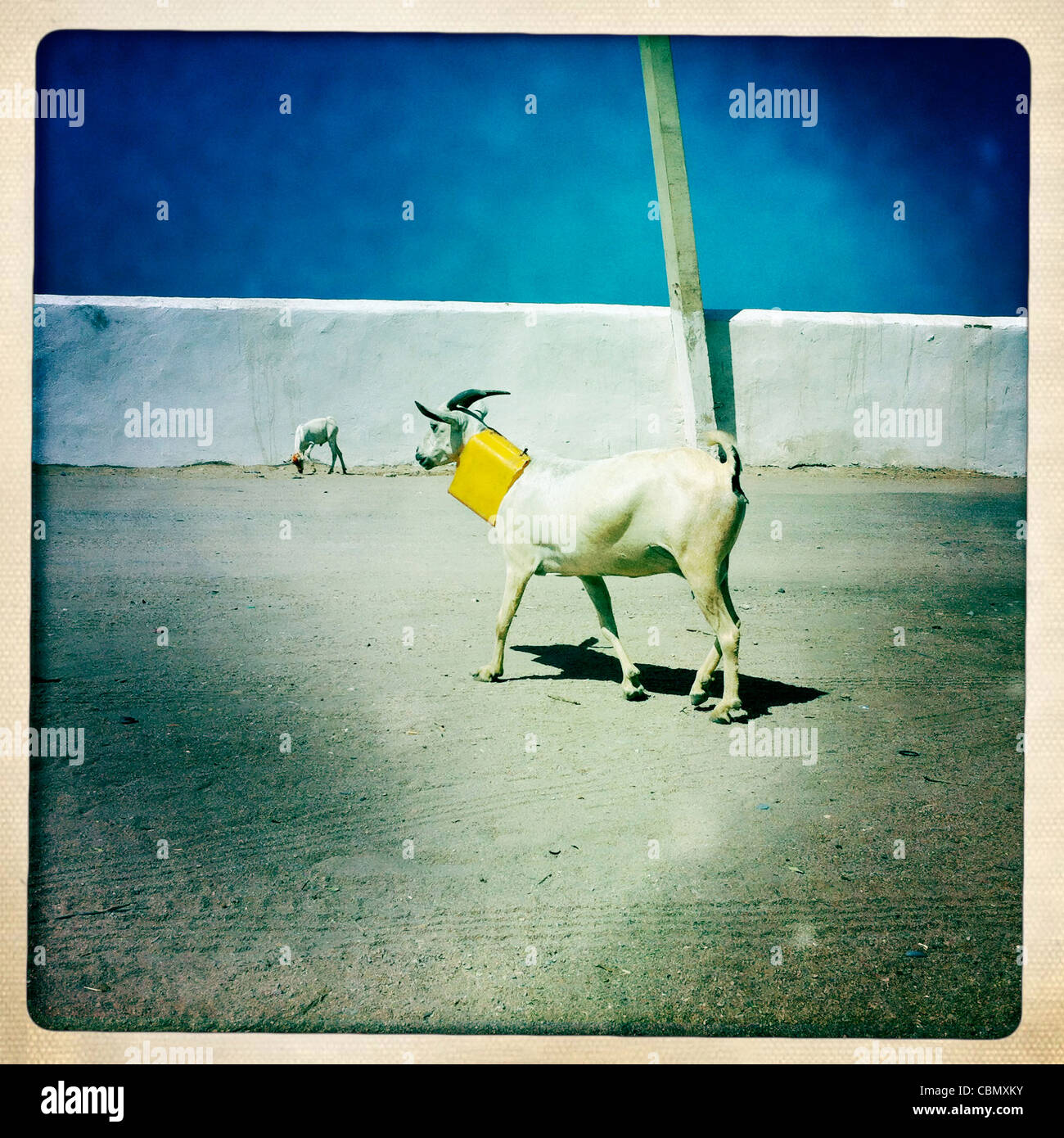 Verzerrung achromatismus ziege farbfoto -Fotos und -Bildmaterial in ...