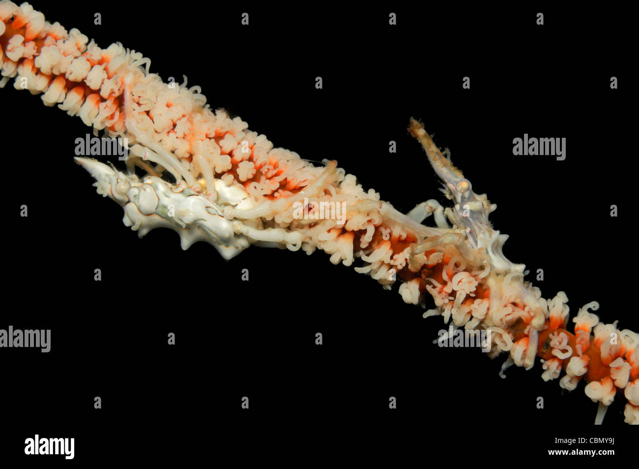 Zwei Seespinnen Stockfotos und -bilder Kaufen - Alamy