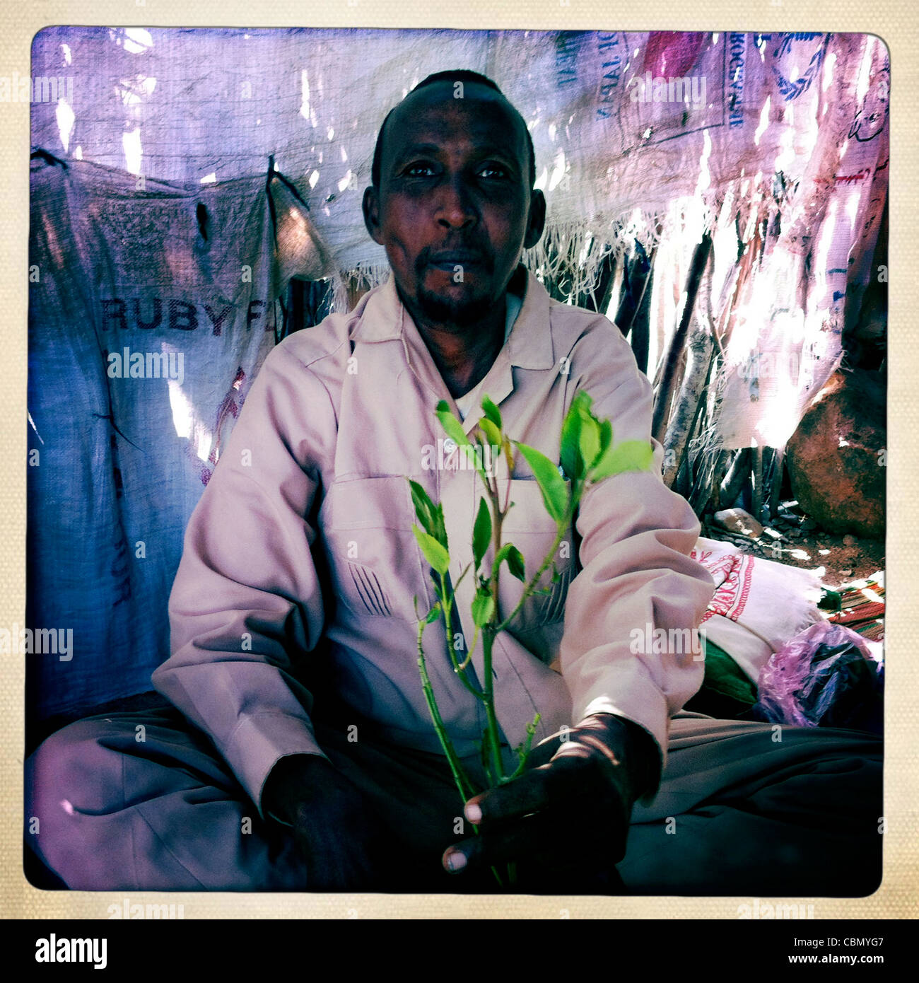 Khat droge -Fotos und -Bildmaterial in hoher Auflösung – Alamy