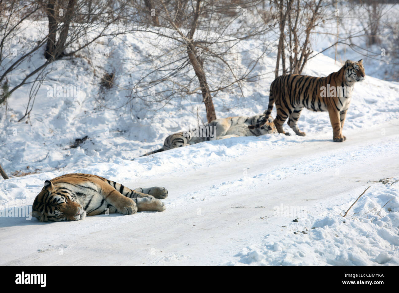Eiszauber Und Sibirischer Charme Harbin In China Eine Reise In Den Wintertraumfeed