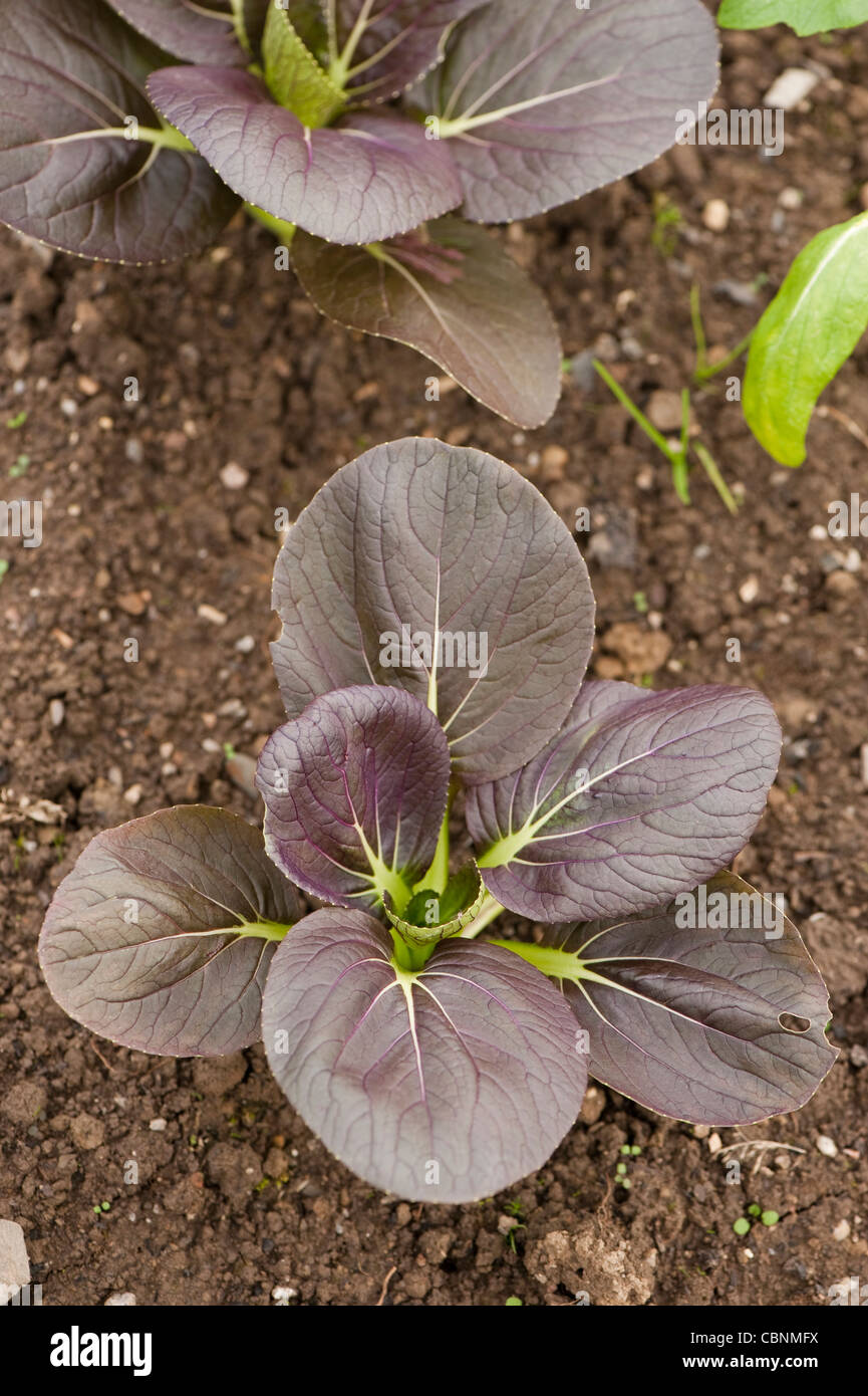 Roter pak choi -Fotos und -Bildmaterial in hoher Auflösung – Alamy