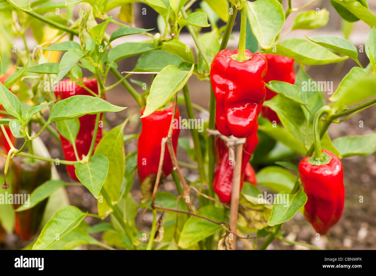 Padron chilis -Fotos und -Bildmaterial in hoher Auflösung – Alamy