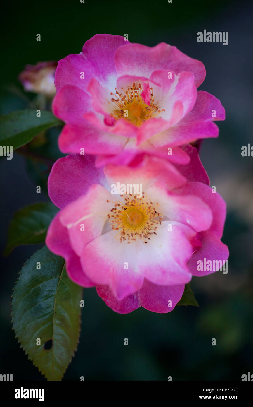 Briar rosen -Fotos und -Bildmaterial in hoher Auflösung – Alamy