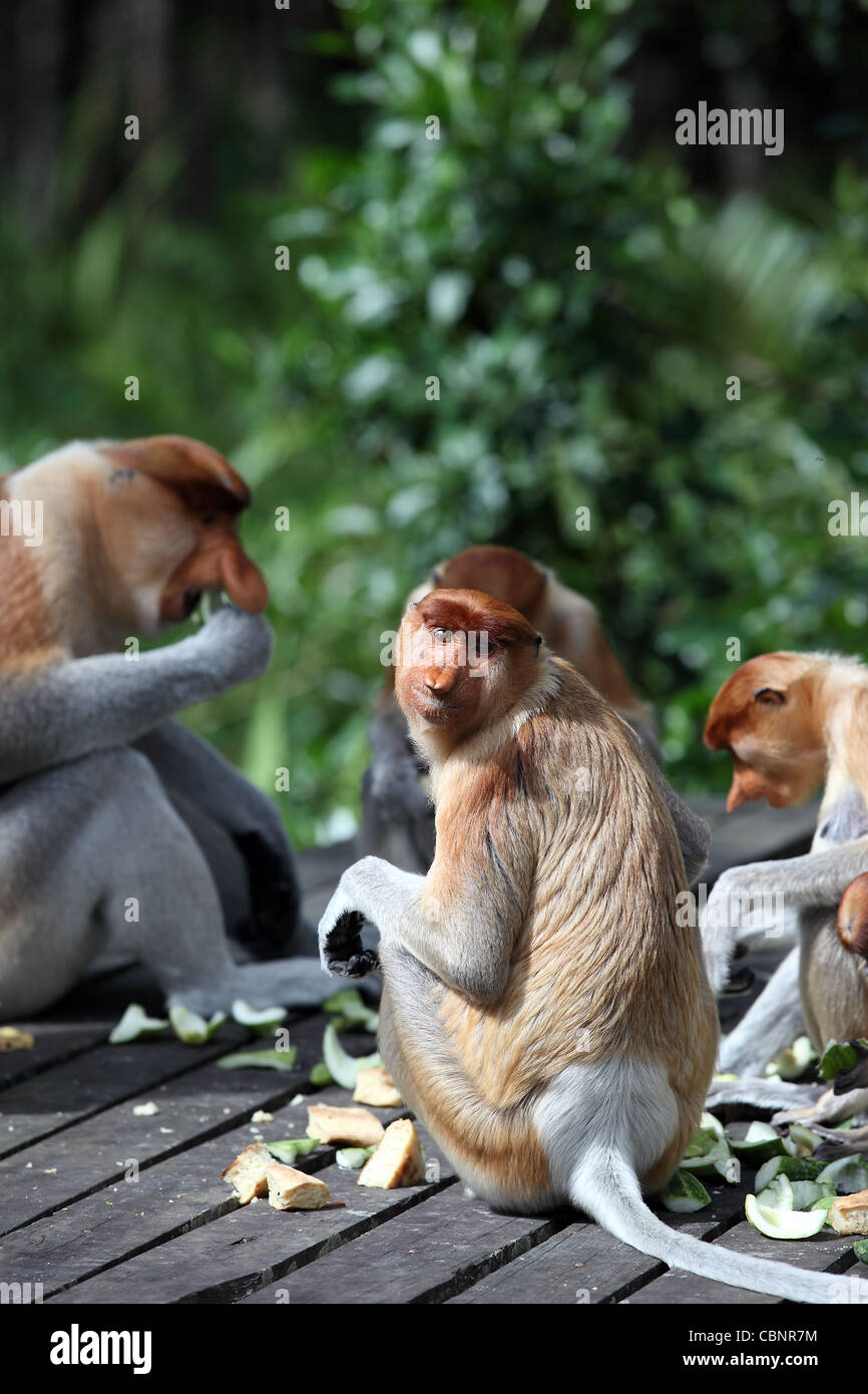 Labuk Bay Proboscis Monkey Sanctuary in Borneo, Malaysia ...
