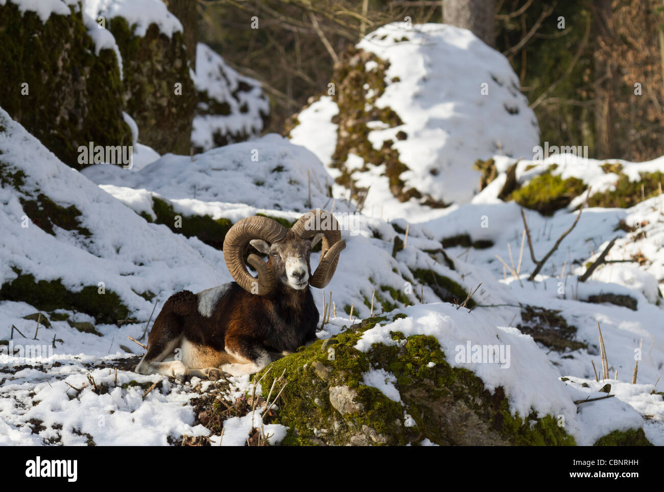 Mufflon europeo -Fotos und -Bildmaterial in hoher Auflösung – Alamy