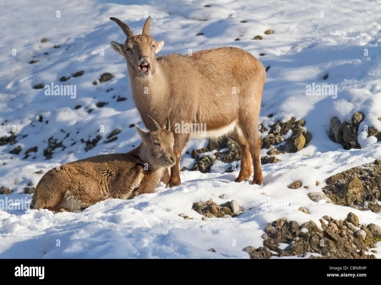 Baby Ibex Stockfotos & Baby Ibex Bilder - Alamy