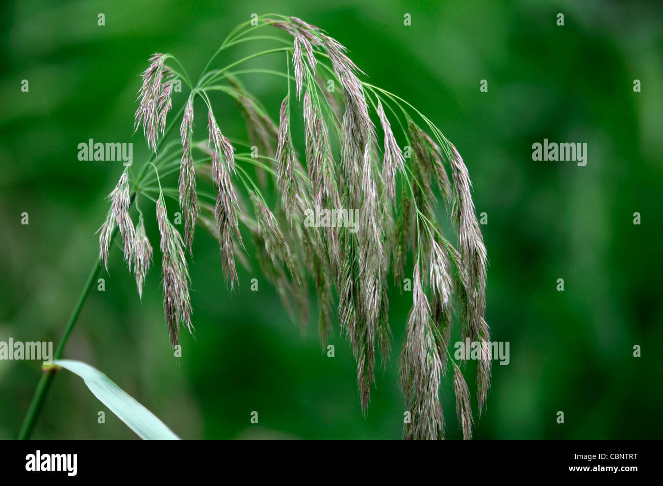 Calamagrostis emodensis -Fotos und -Bildmaterial in hoher Auflösung – Alamy