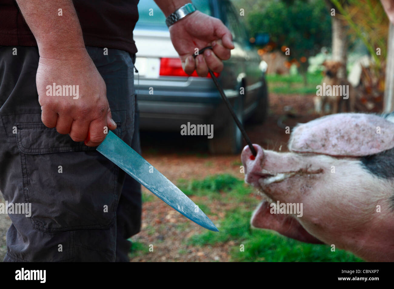 Hausschlachtung schwein -Fotos und -Bildmaterial in hoher Auflösung – Alamy
