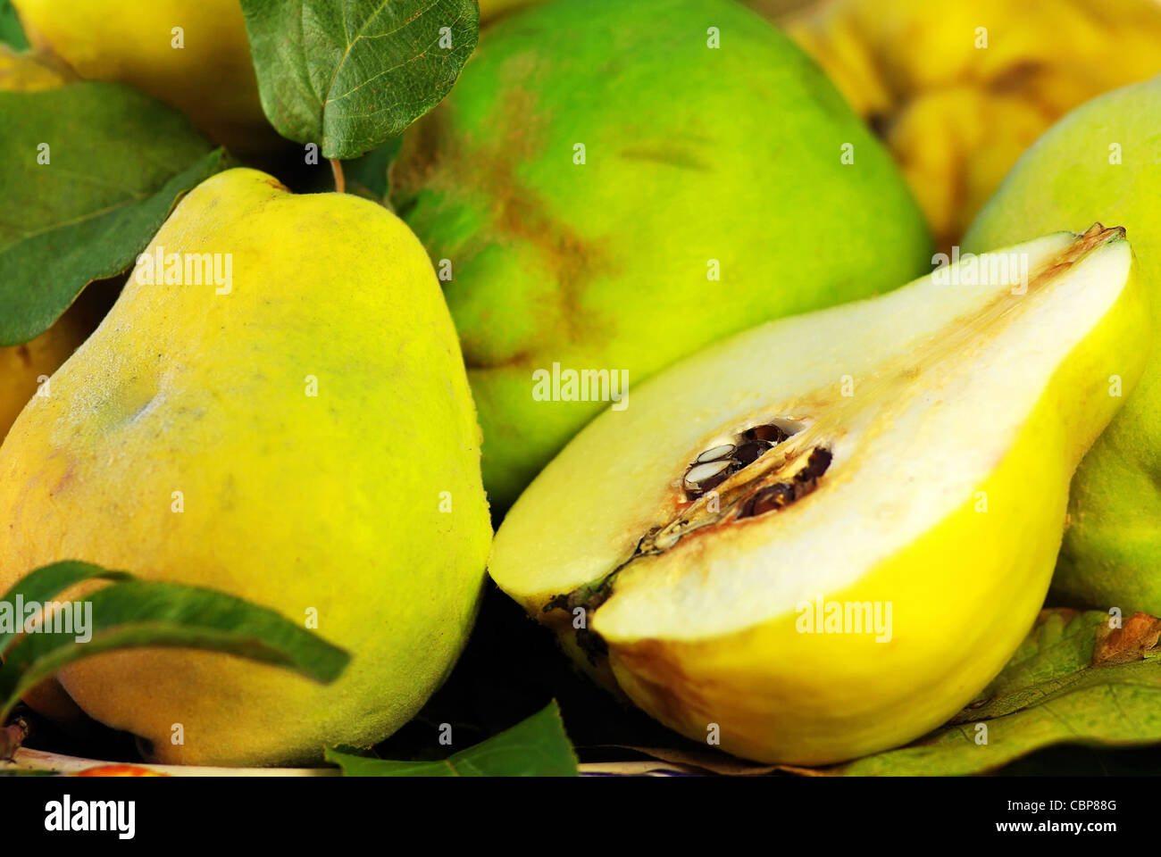 Quitten am baum -Fotos und -Bildmaterial in hoher Auflösung - Seite 2 ...