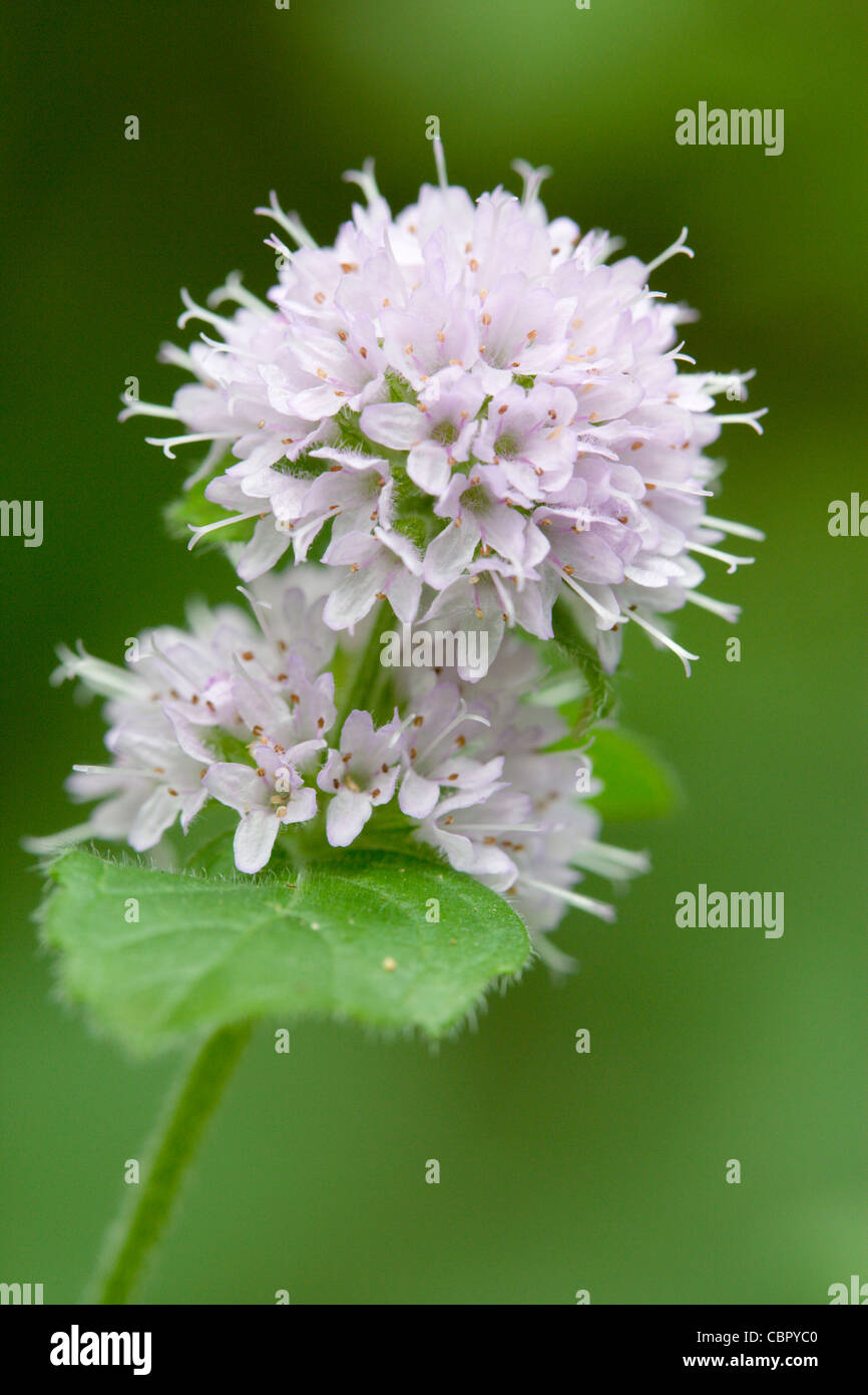 Wasser-Minze Mentha Aquatica Blumen Stockfotografie - Alamy