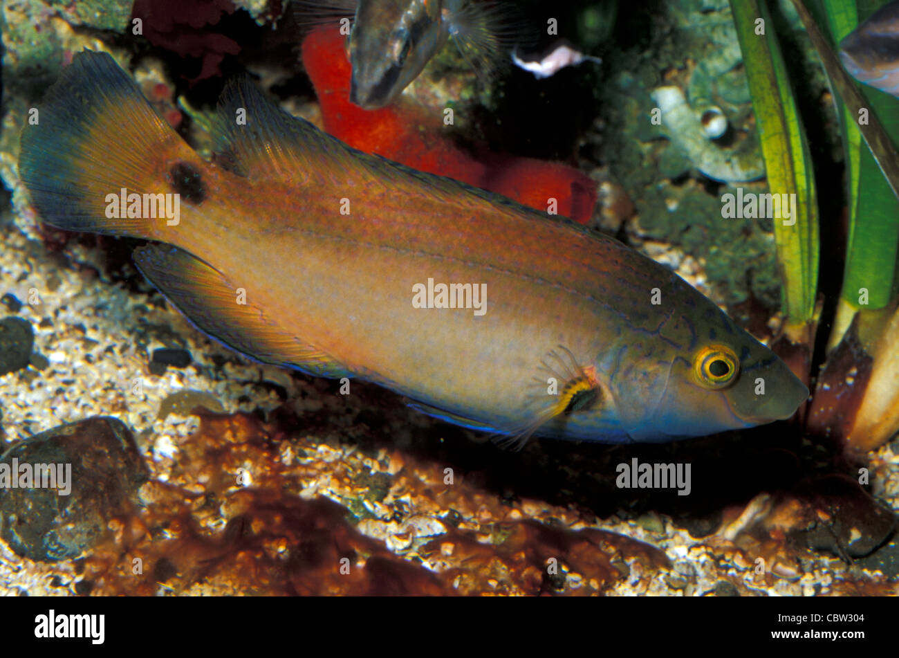 Mediterranean sea underwater roberto nistri horizontal fish -Fotos und ...